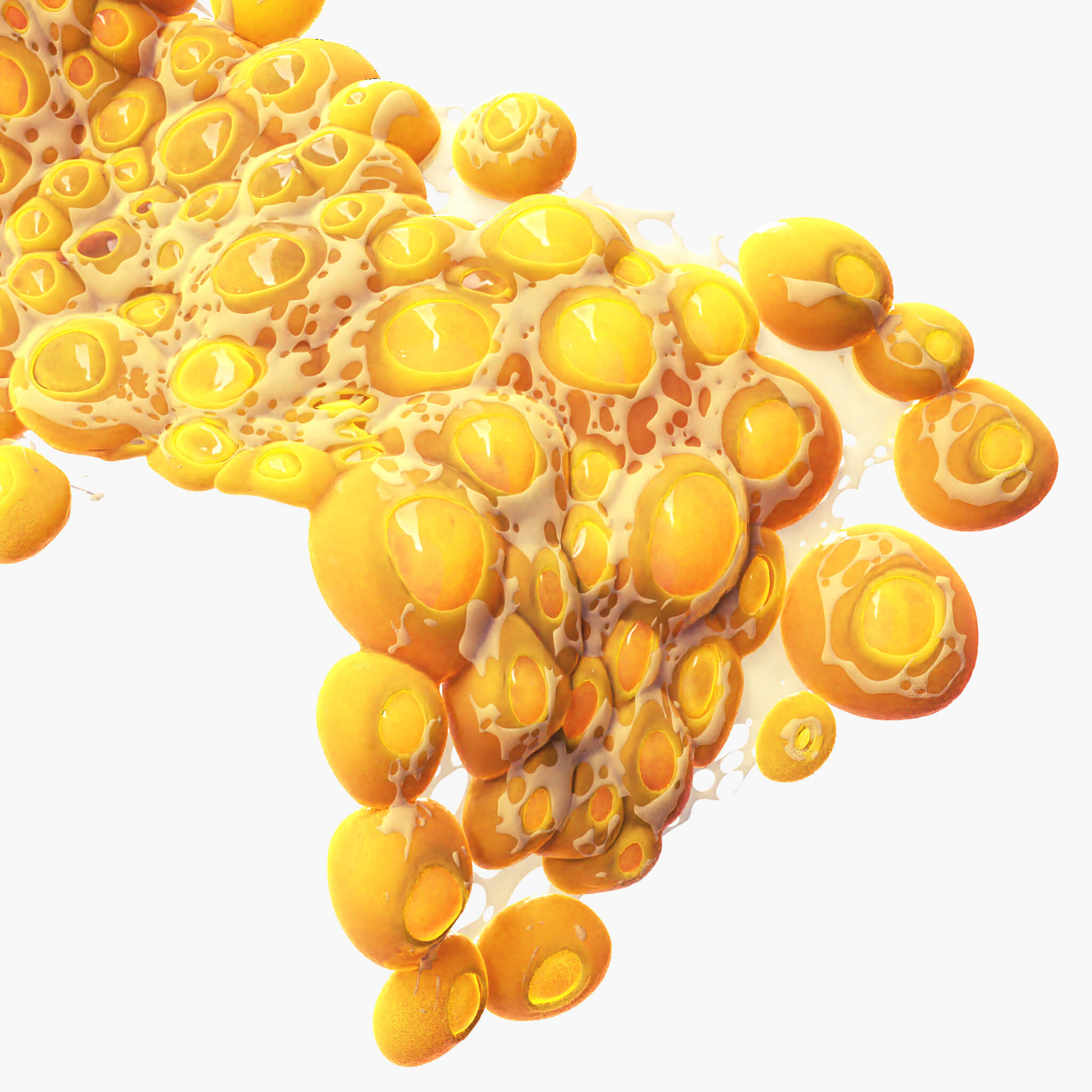 Fat Cell Anatomy - 3D Model by zames1992d