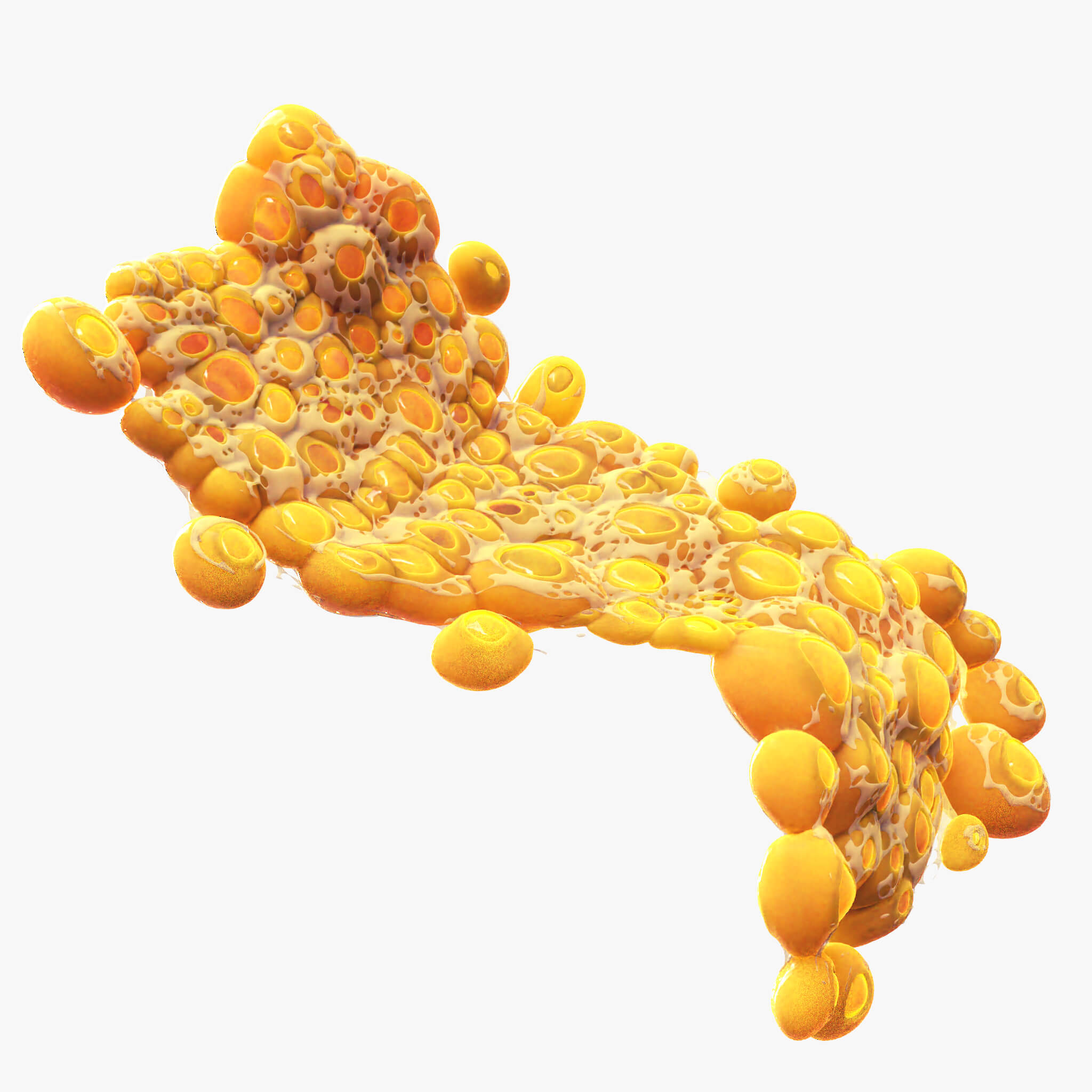 Fat Cell Anatomy - 3D Model by zames1992d