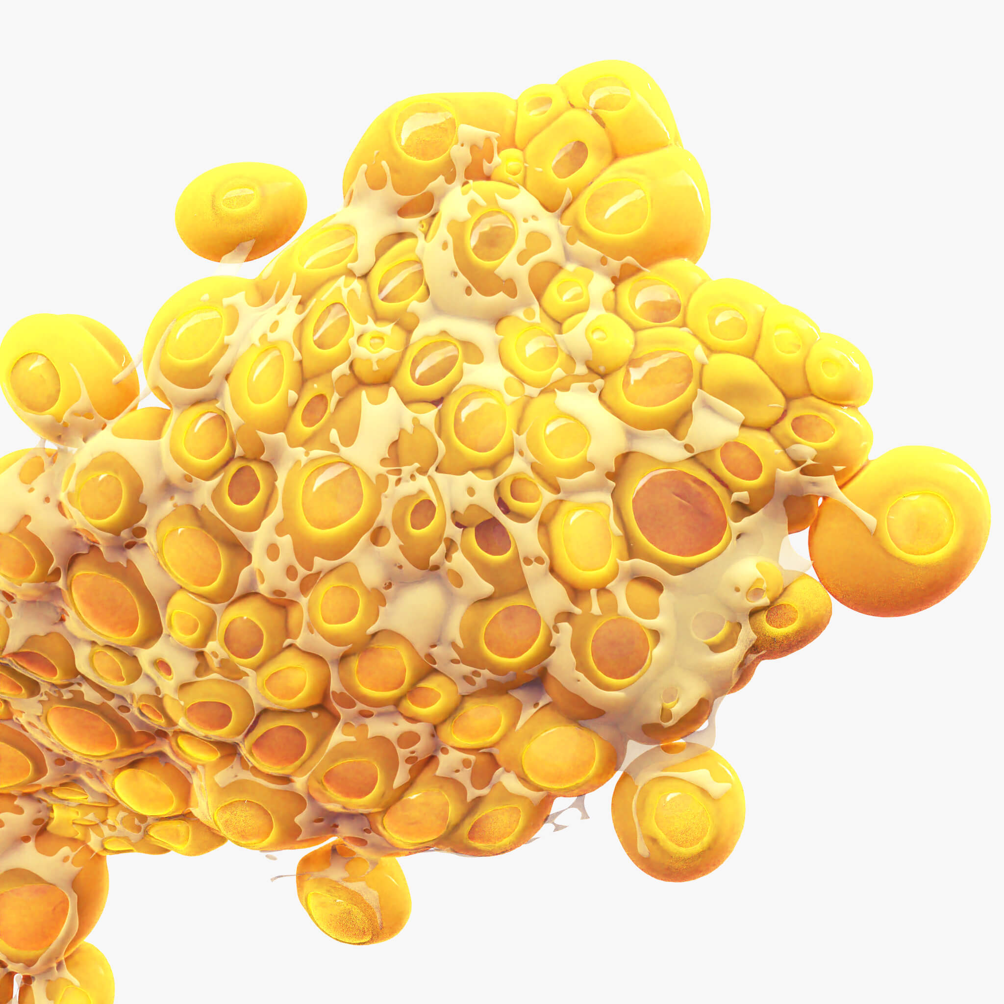 Fat Cell Anatomy - 3D Model by zames1992d