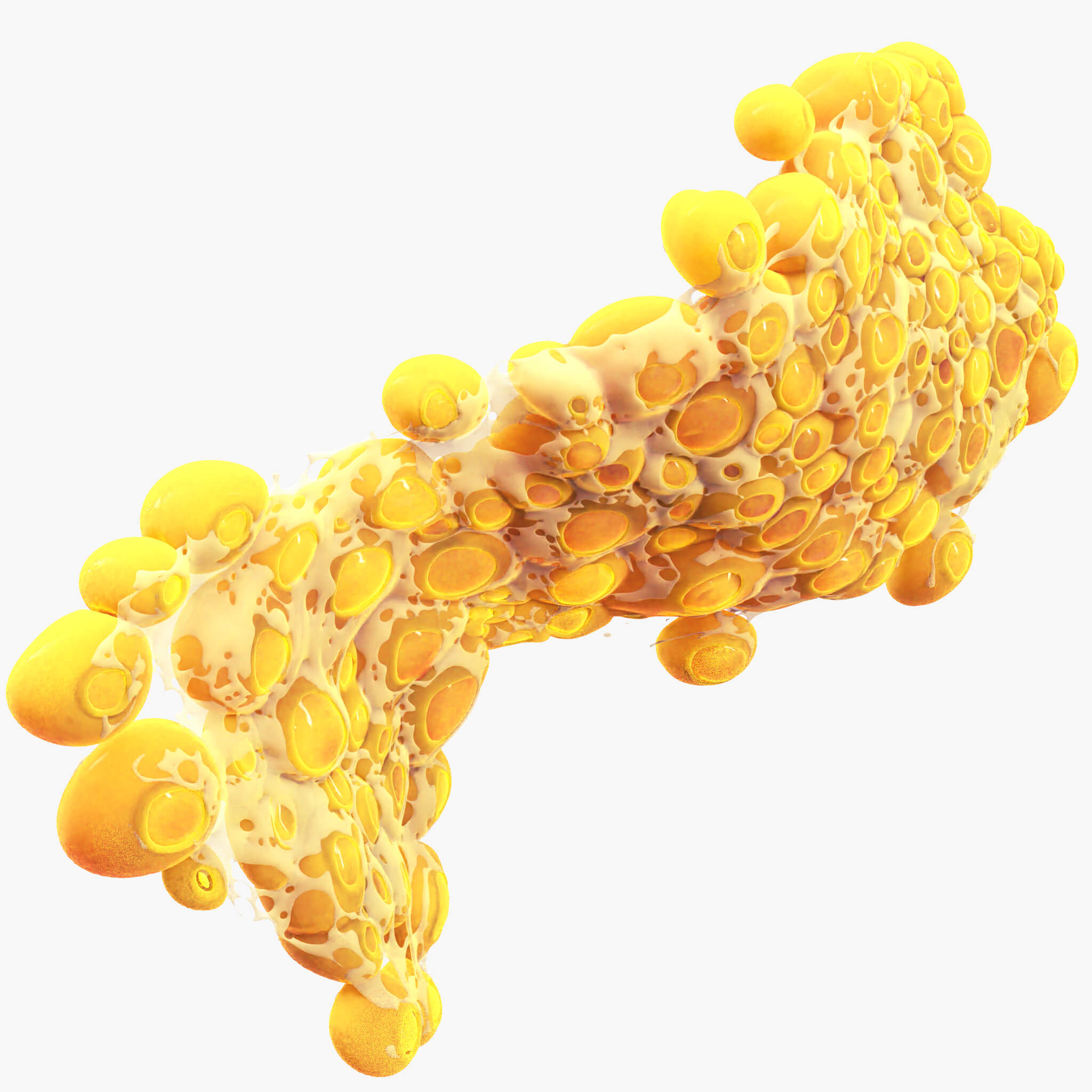 Fat Cell Anatomy - 3D Model by zames1992d