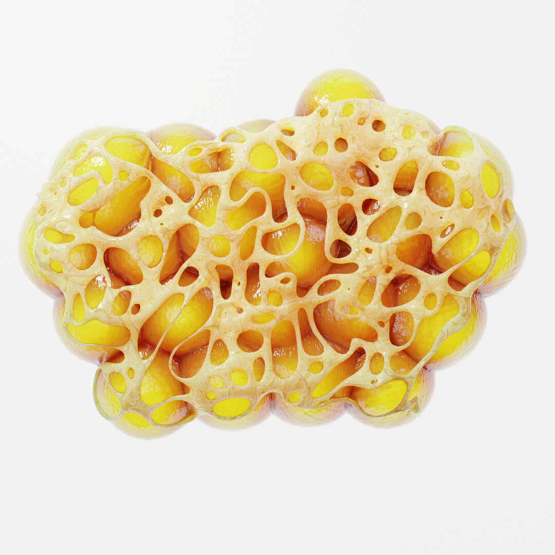 Fat Cell Anatomy - 3D Model by zames1992d