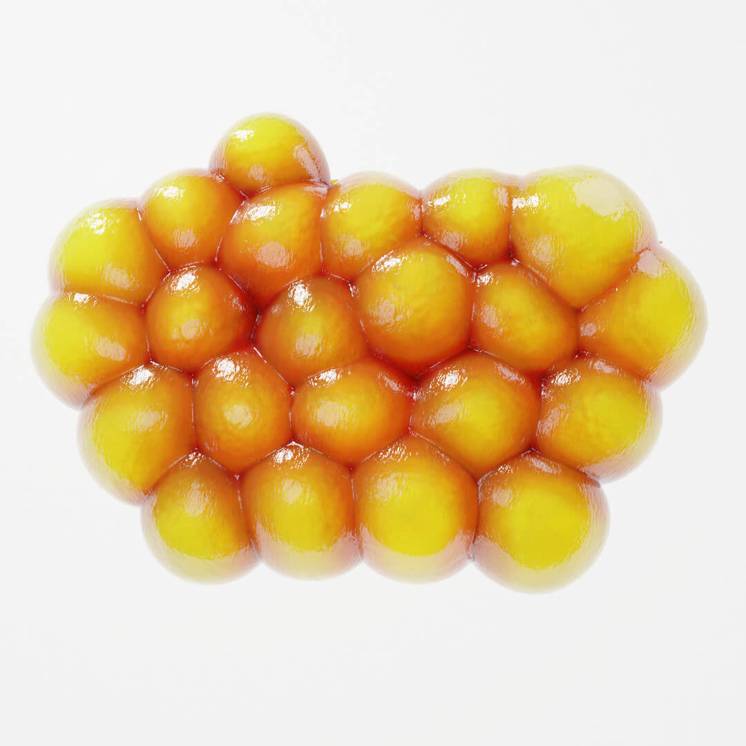 Fat Cell Anatomy - 3D Model by zames1992d