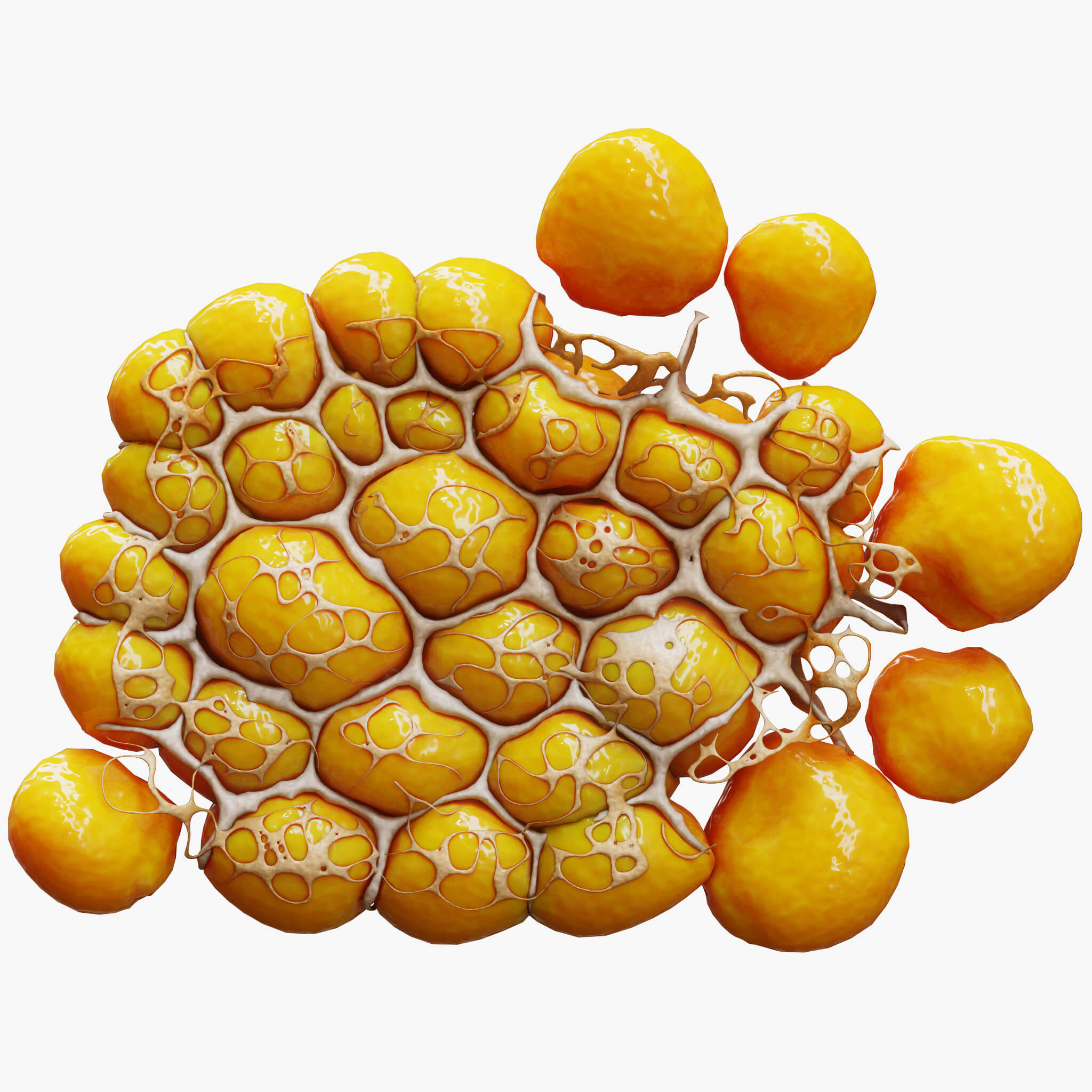 Fat Cell Anatomy - 3D Model by zames1992d