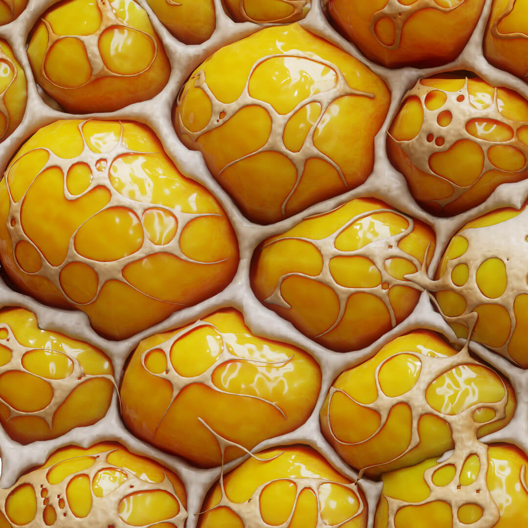 Fat Cell Anatomy - 3D Model by zames1992d