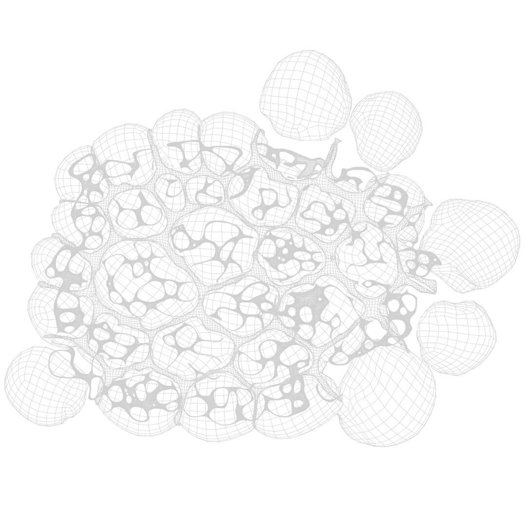 Fat Cell Anatomy - 3D Model by zames1992d