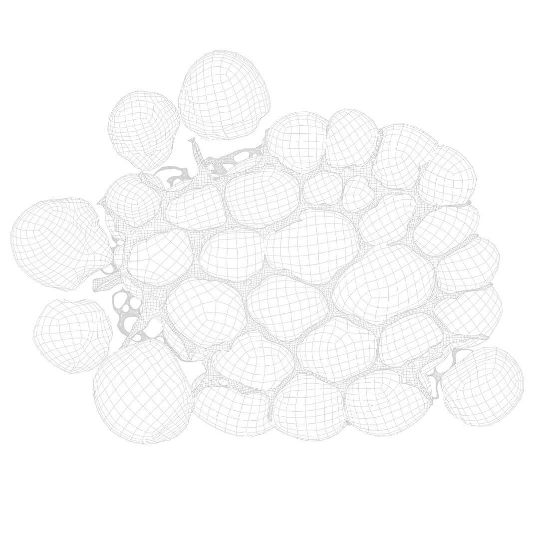 Fat Cell Anatomy - 3D Model by zames1992d