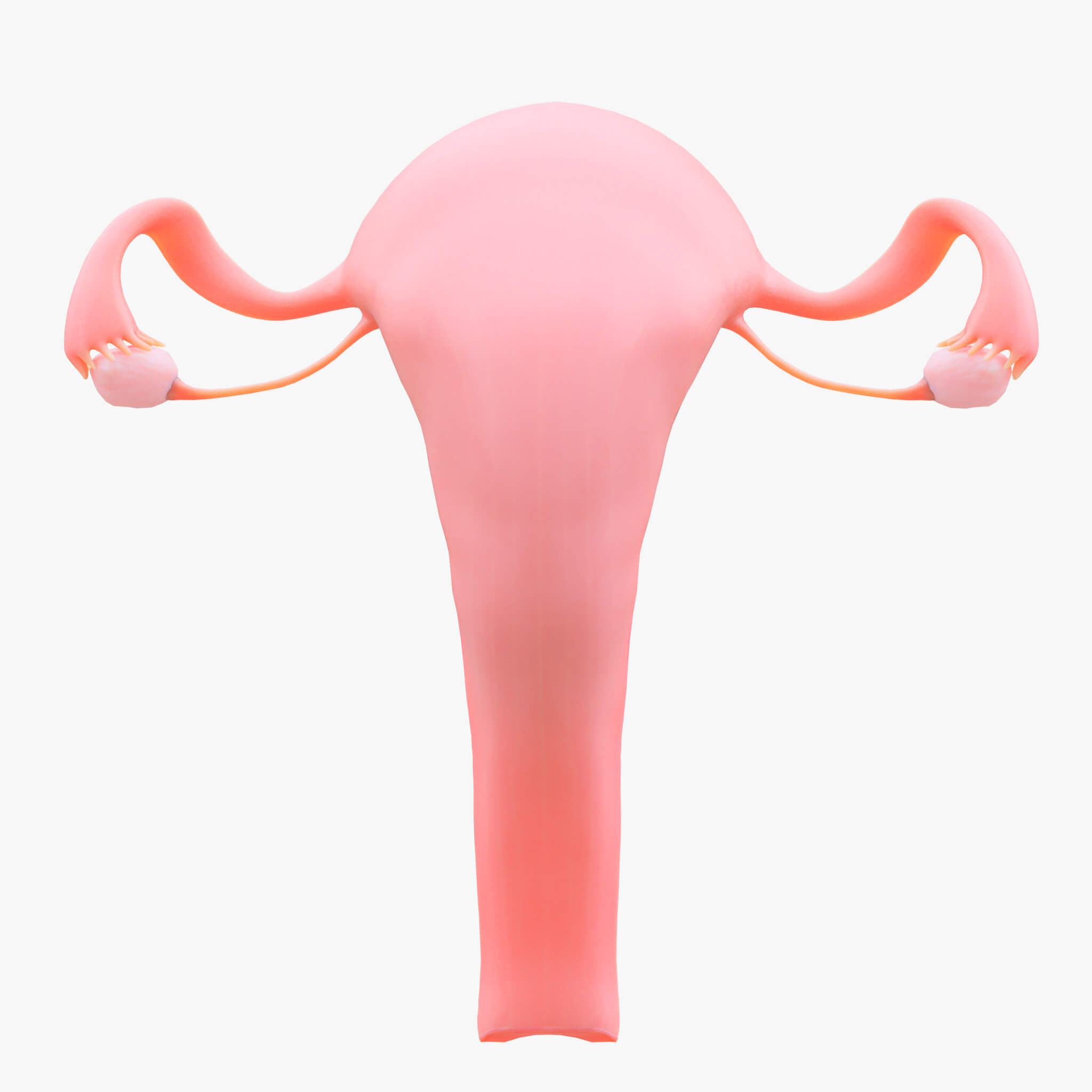 Female Reproductive System Section Bundle - 3D Model by zames1992d