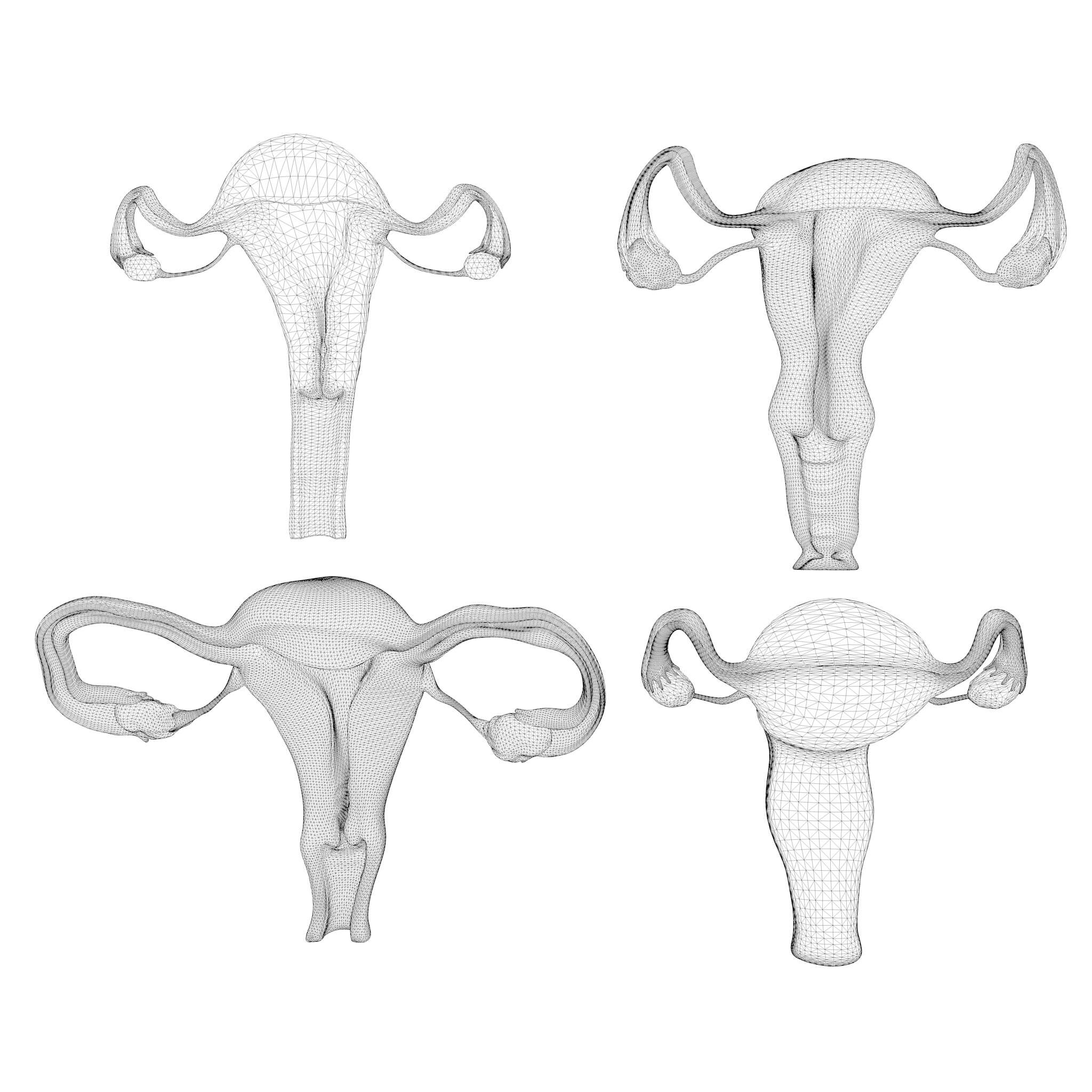 Female Reproductive System Section Bundle - 3D Model by zames1992d