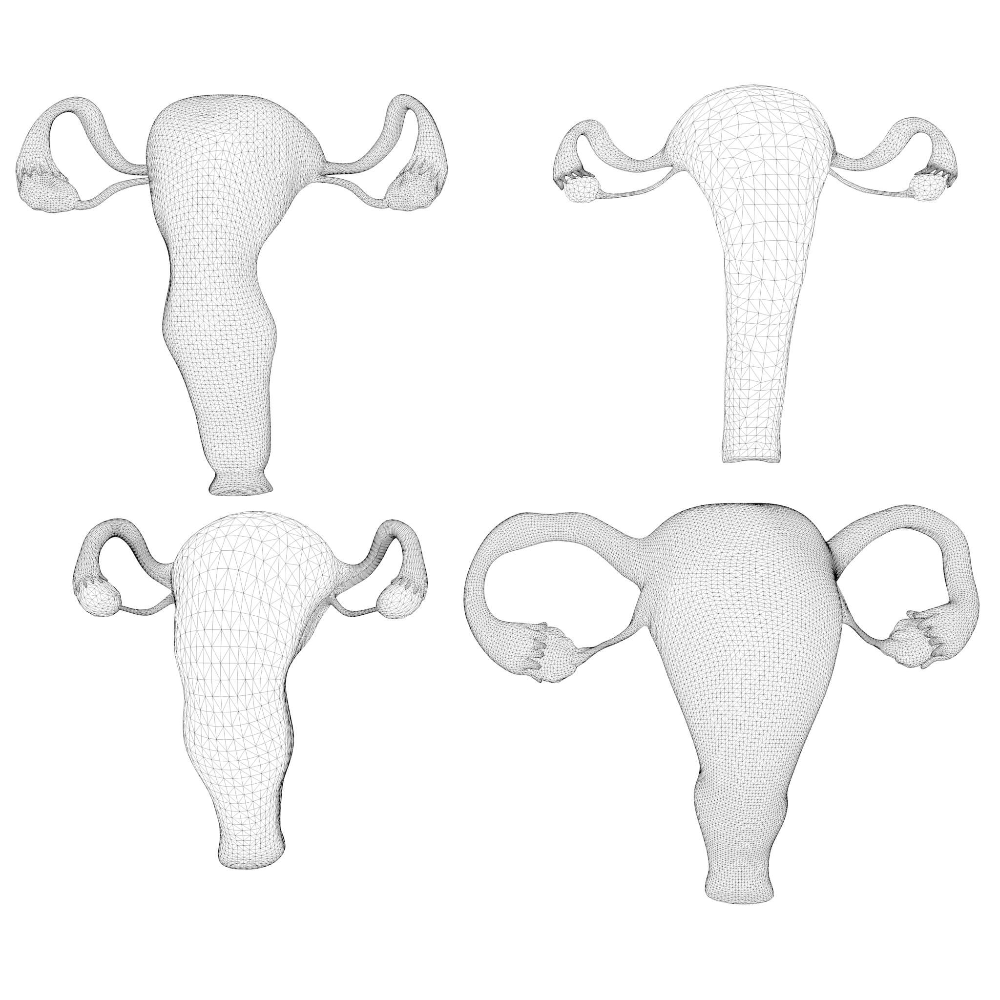 Female Reproductive System Section Bundle - 3D Model by zames1992d