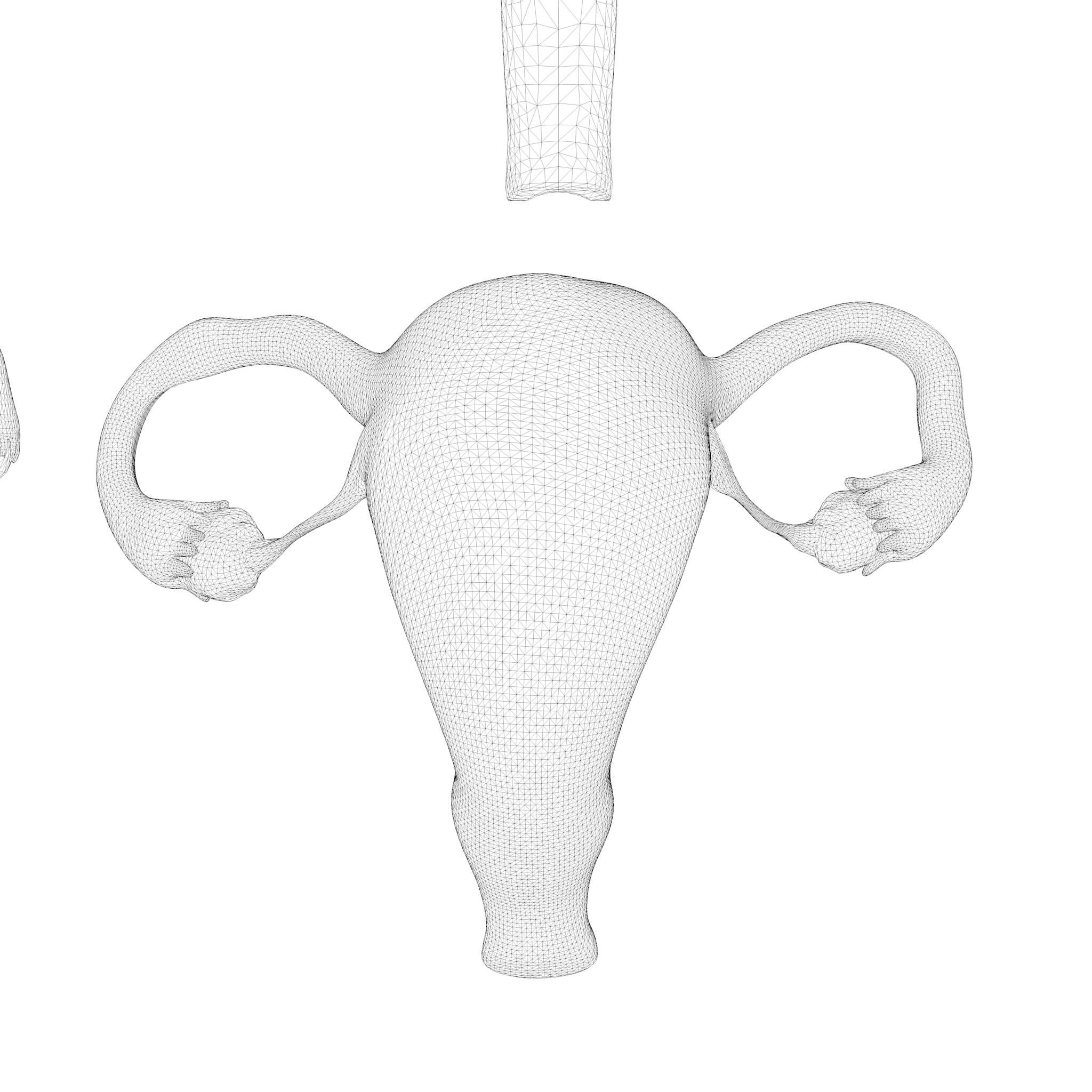 Female Reproductive System Section Bundle - 3D Model by zames1992d