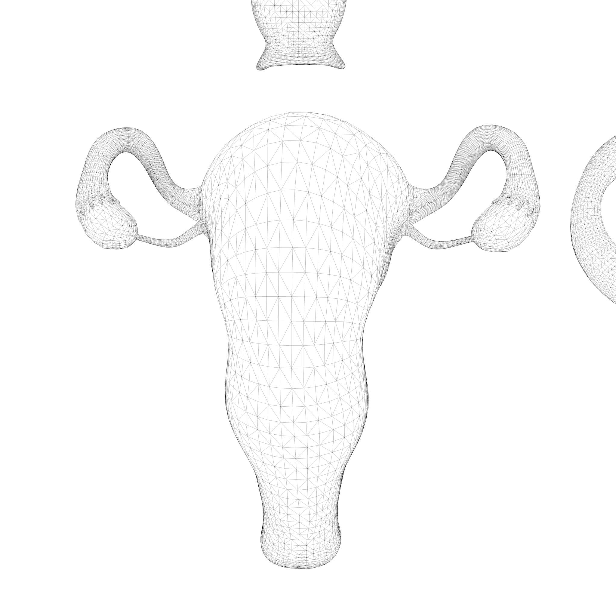 Female Reproductive System Section Bundle - 3D Model by zames1992d