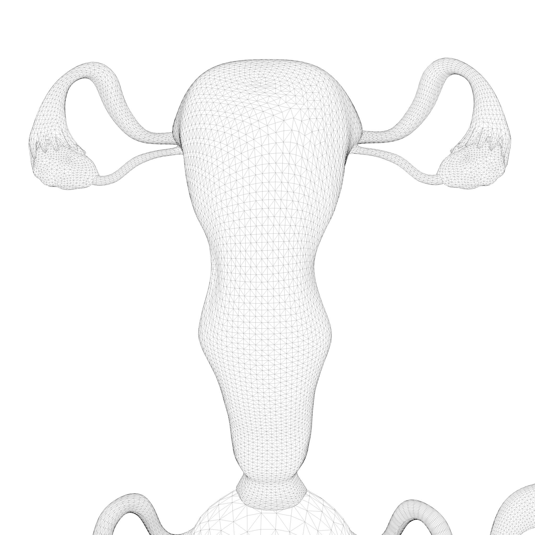Female Reproductive System Section Bundle - 3D Model by zames1992d