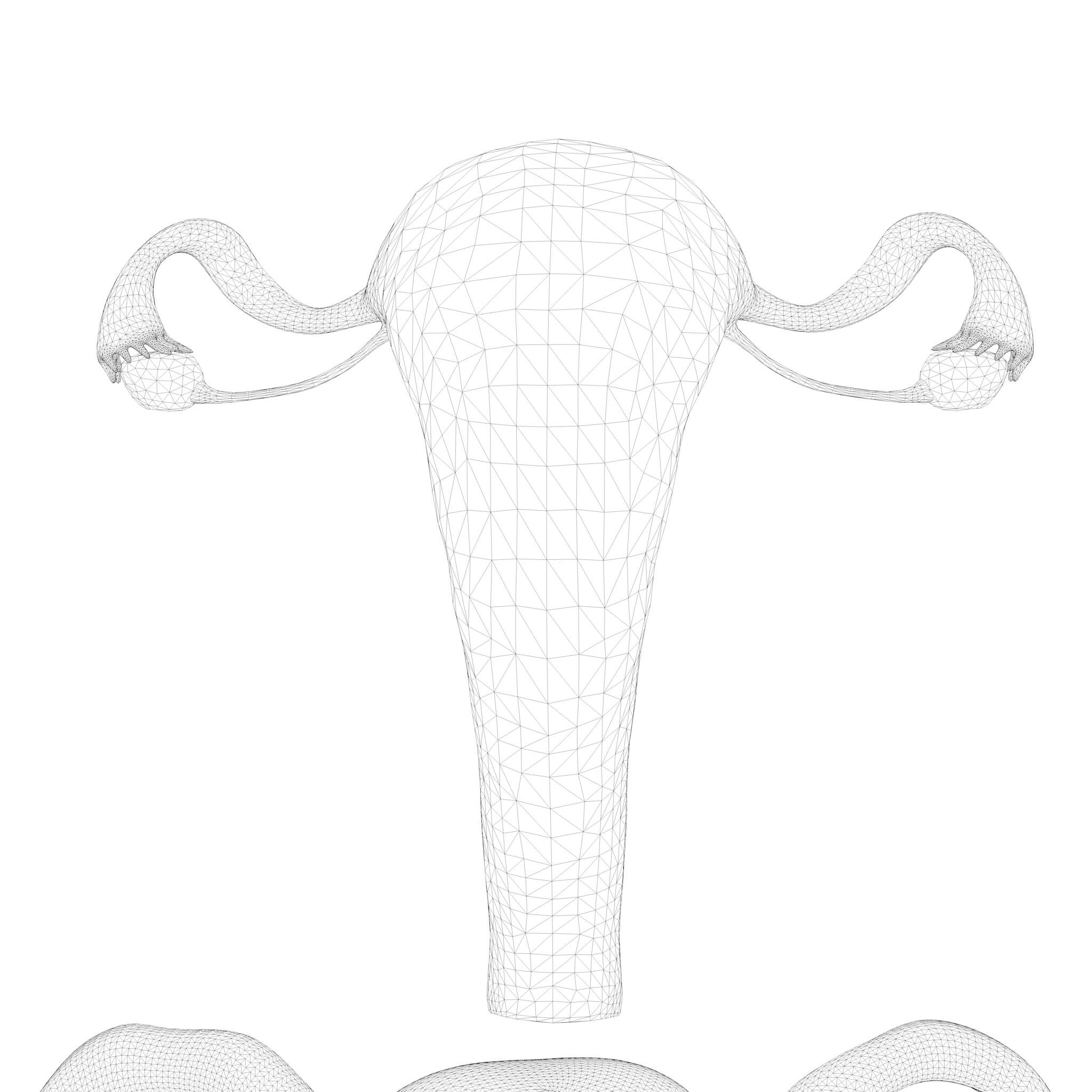 Female Reproductive System Section Bundle - 3D Model by zames1992d