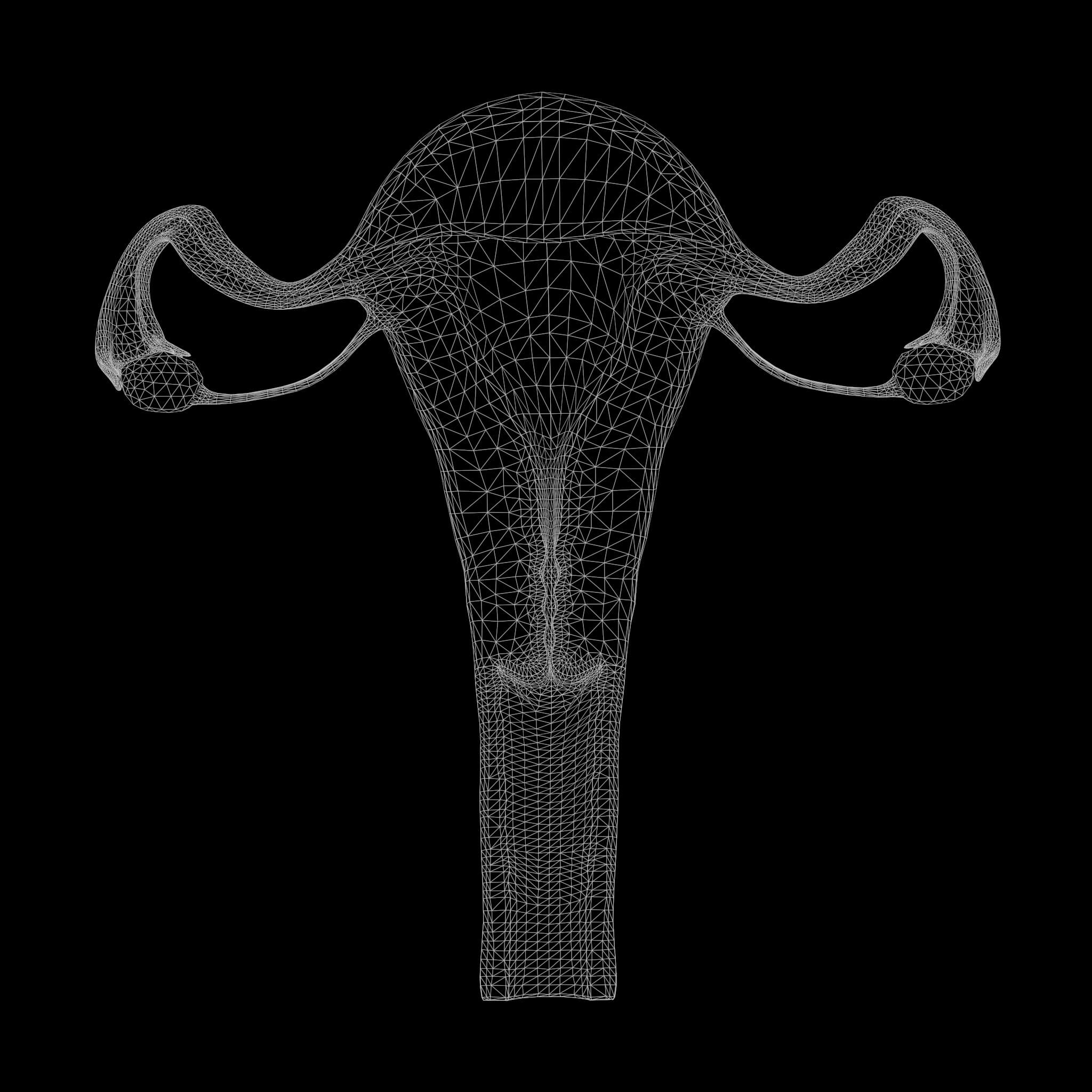 Female Reproductive System - 3D Model by zames1992d