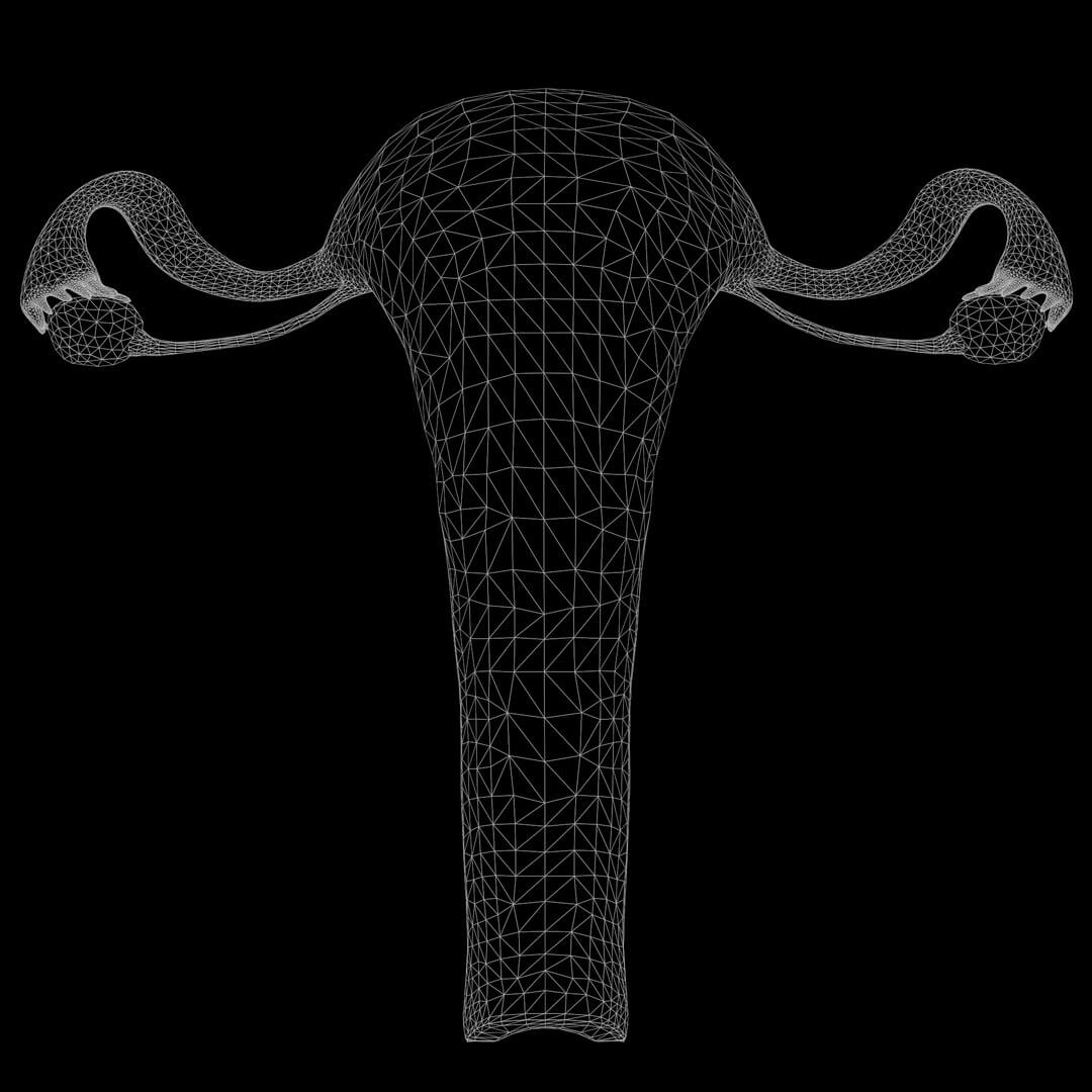 Female Reproductive System - 3D Model by zames1992d