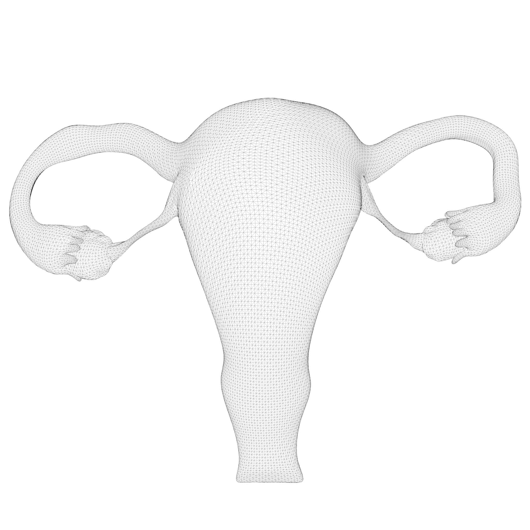 Female Reproductive System - 3D Model by zames1992d