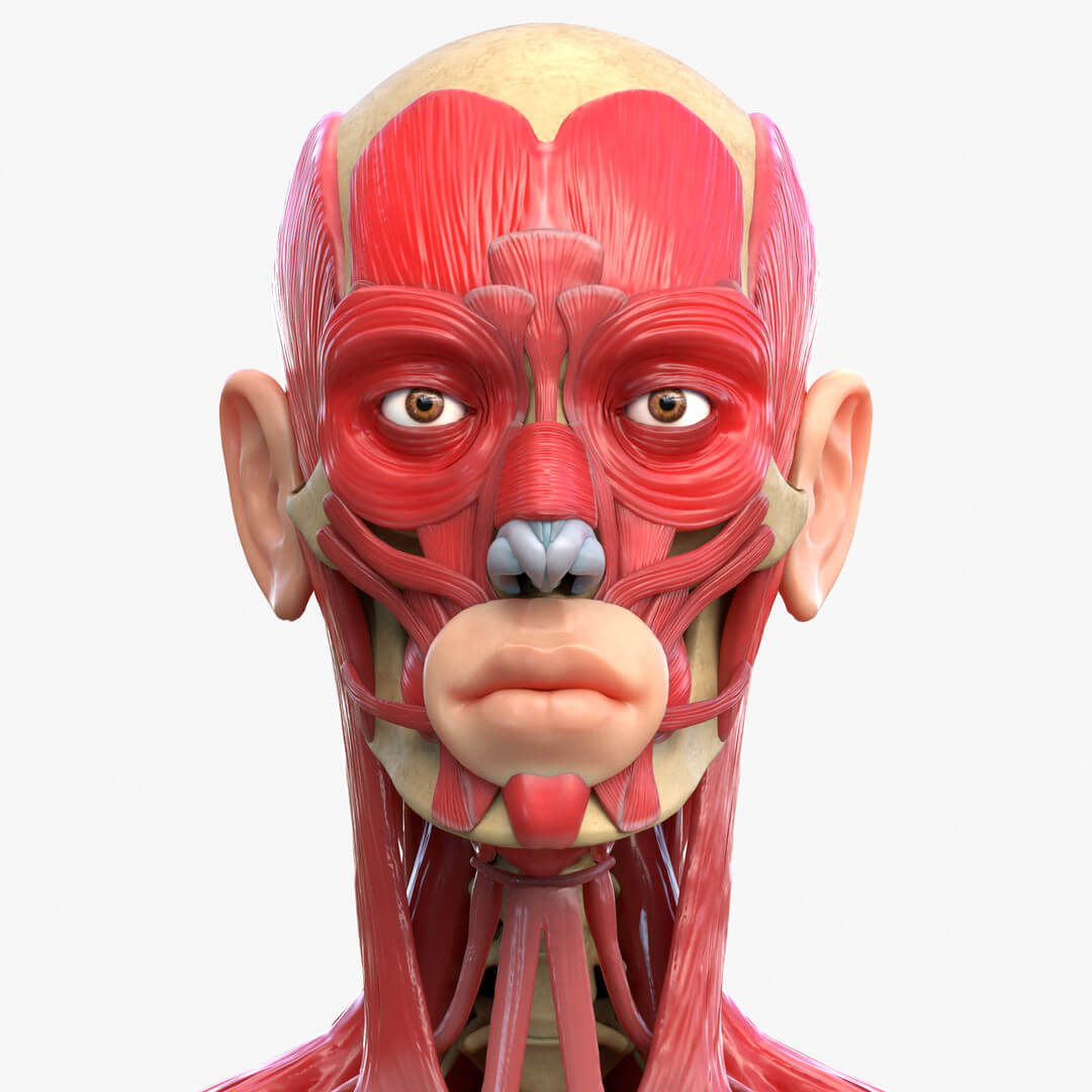 Full Head Muscle Anatomy - 3D Model by zames1992d