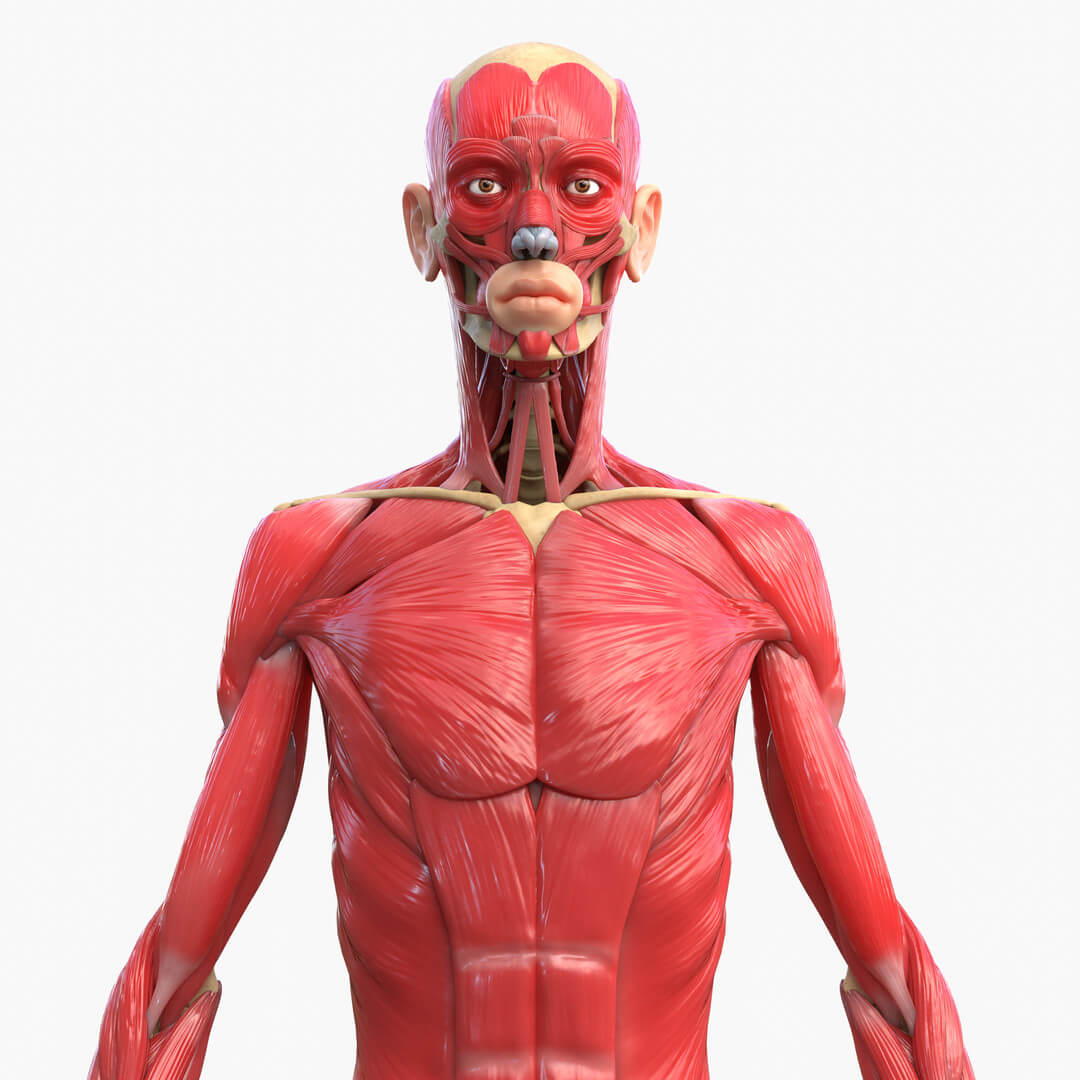 Full Head Muscle Anatomy - 3D Model by zames1992d