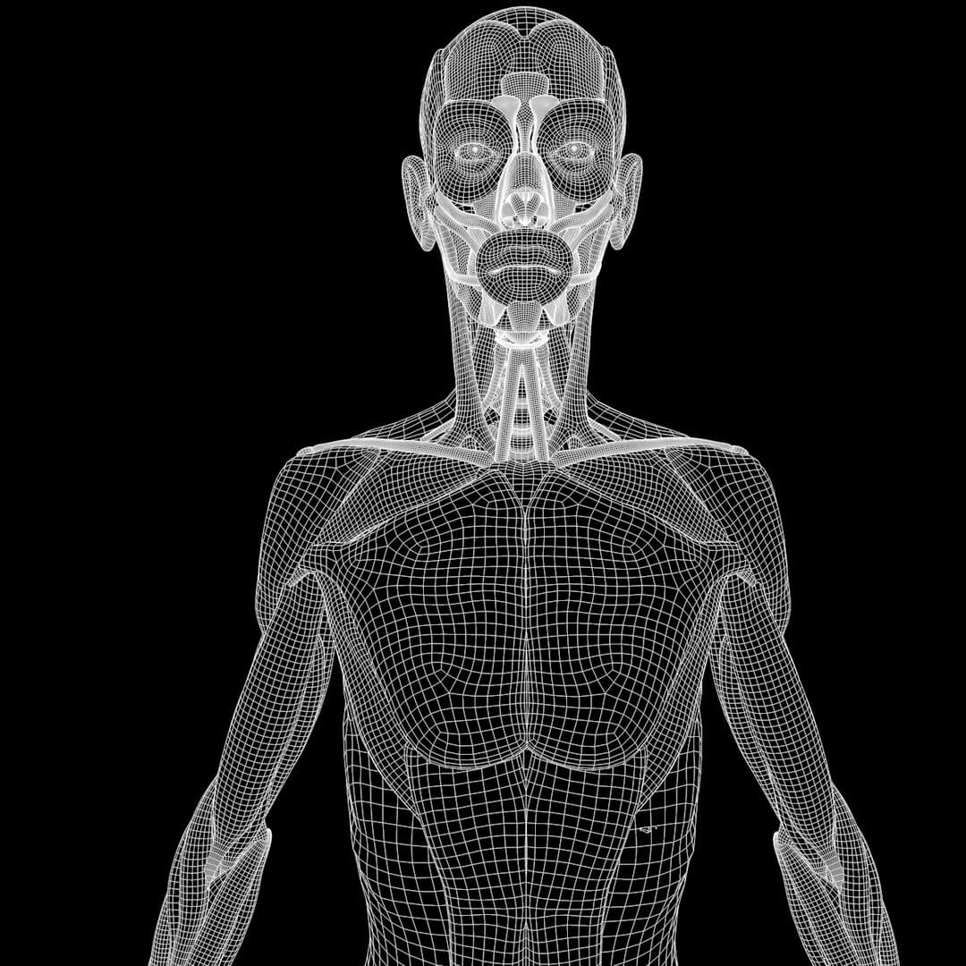 Full Head Muscle Anatomy - 3D Model by zames1992d