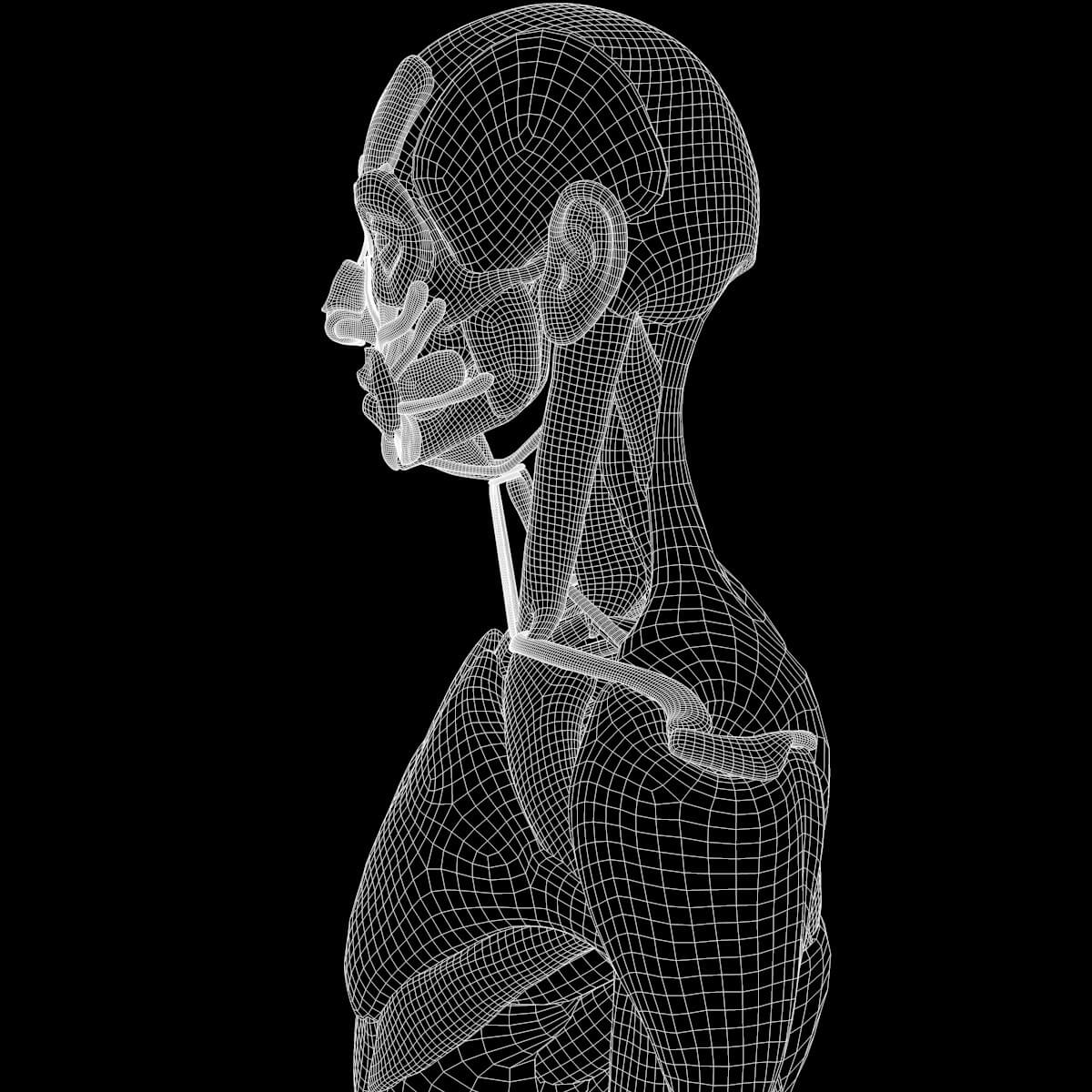 Full Head Muscle Anatomy - 3D Model by zames1992d