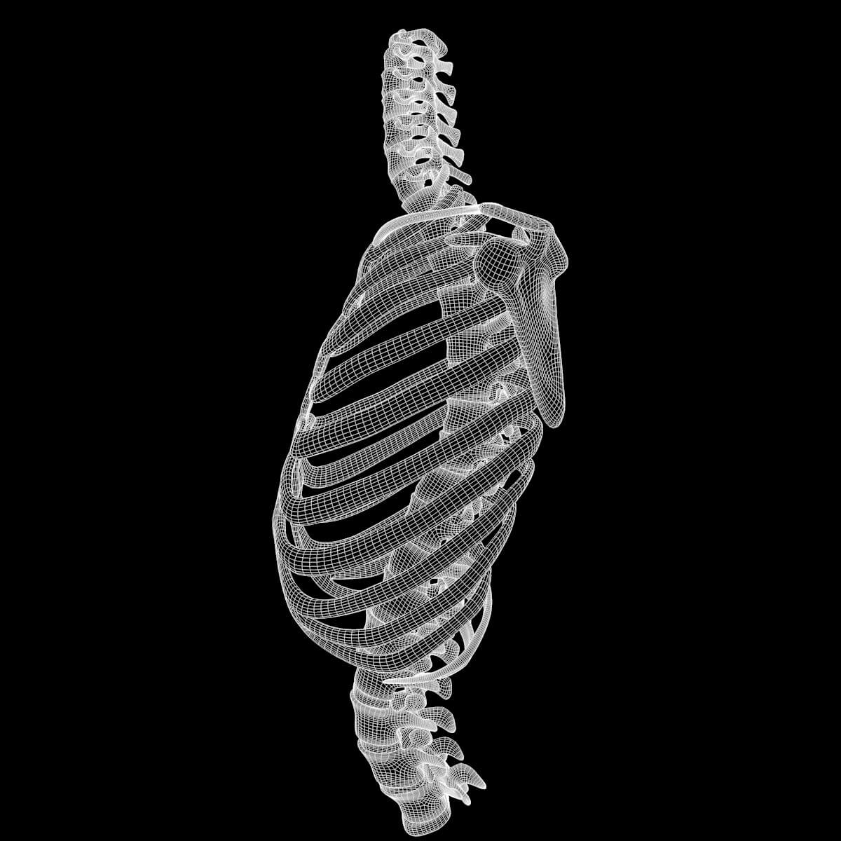 Full Head Muscle Anatomy - 3D Model by zames1992d