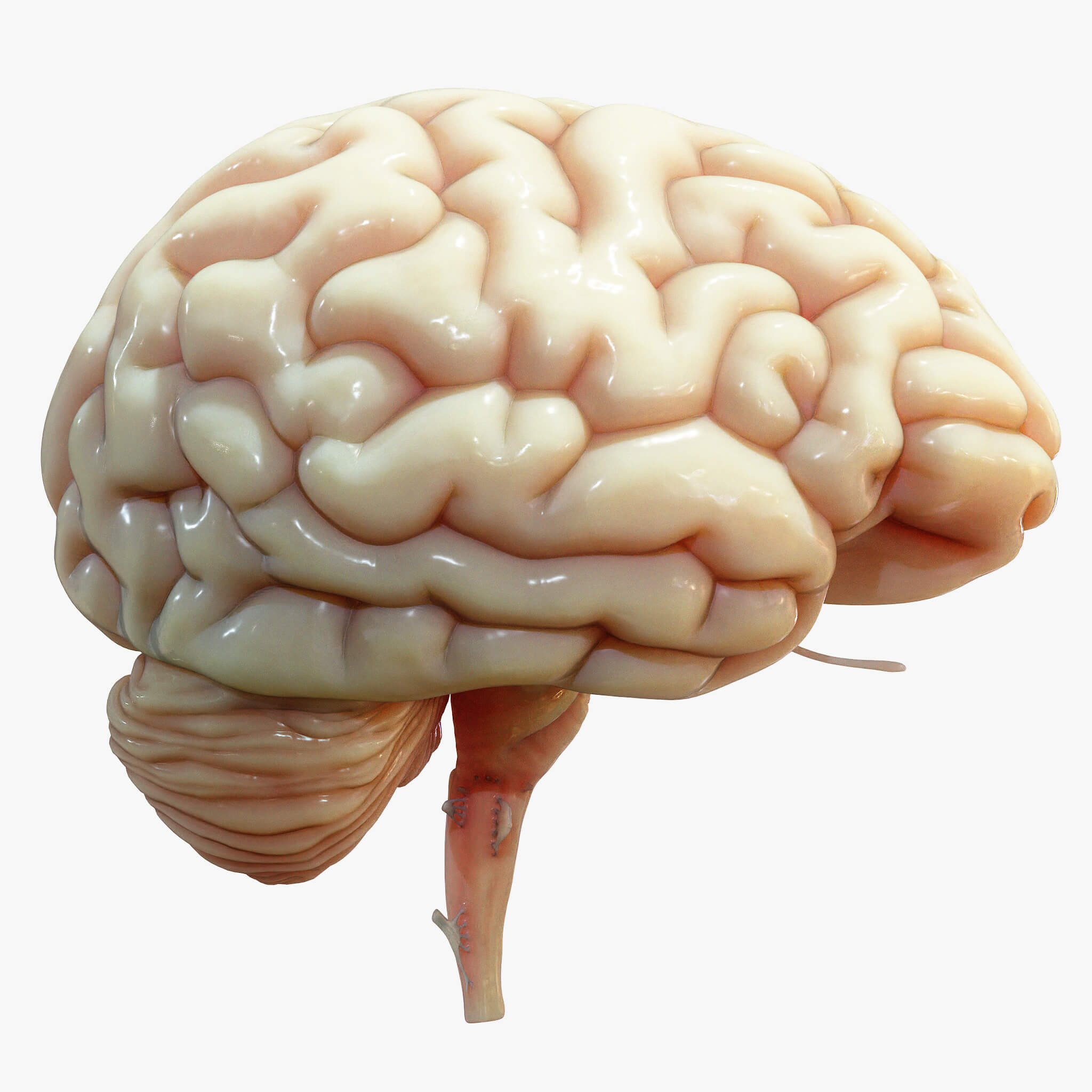 Human Brain Cross Section Anatomy - 3D Model by zames1992d