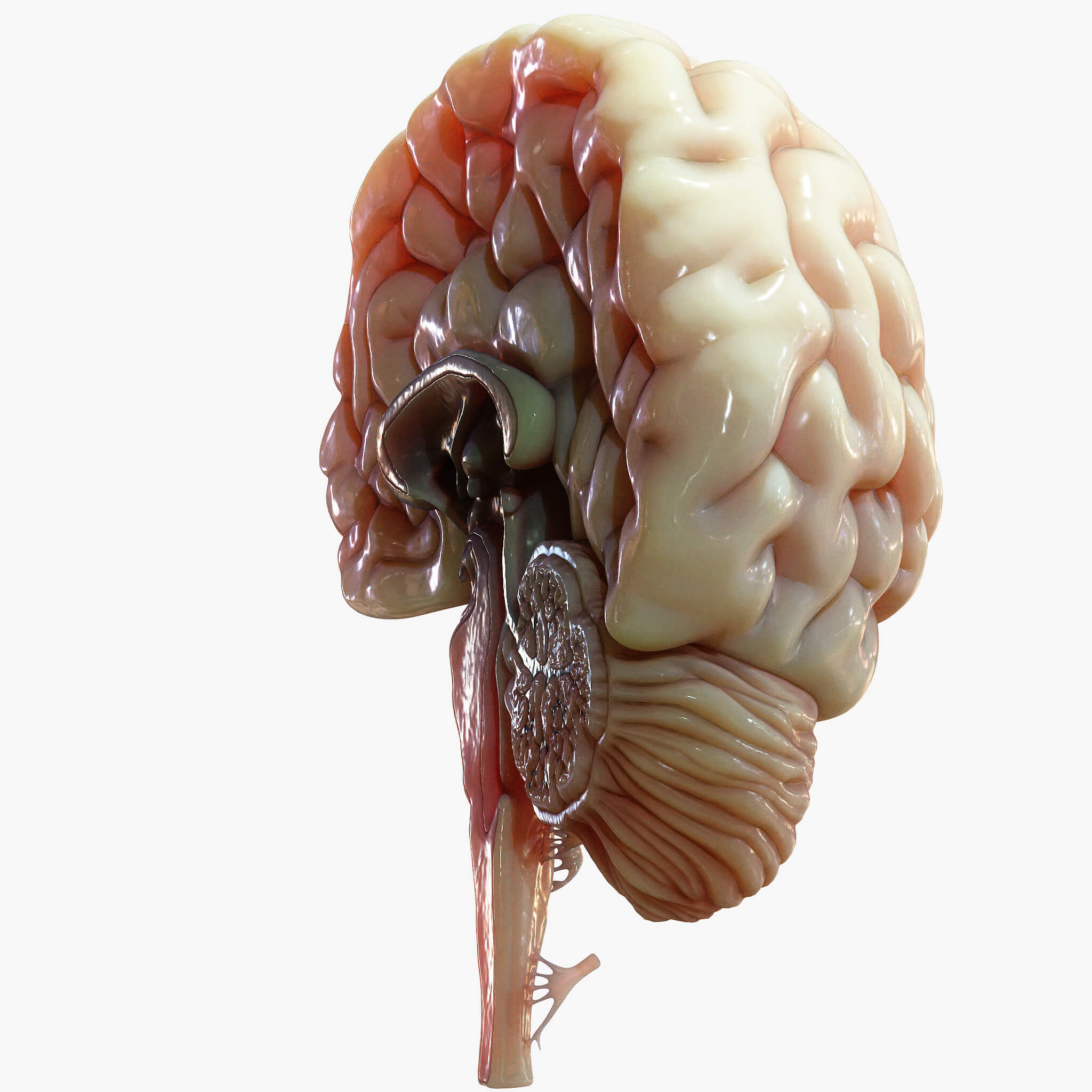Parts Of The Brain Cross Section