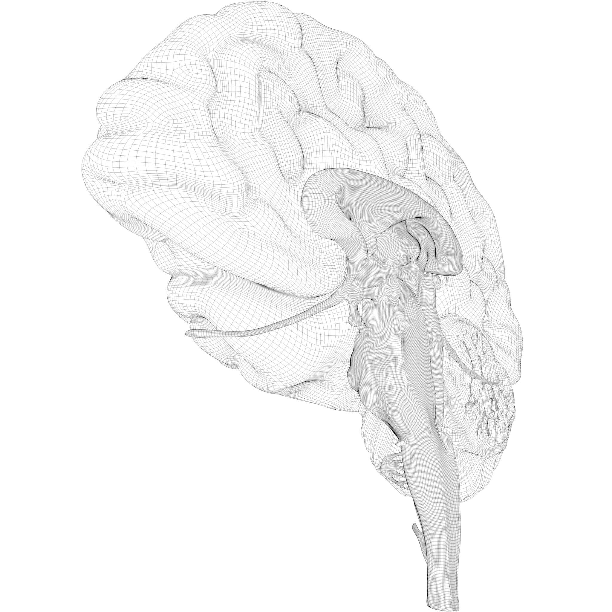 Brain Cross Section Diagram Unlabeled