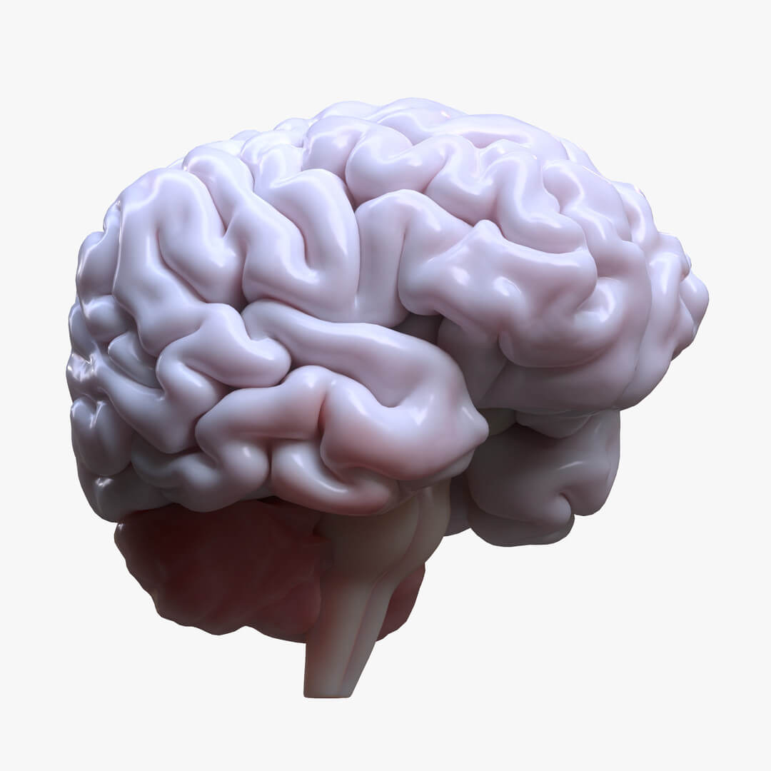 Human Brain Anatomy - 3D Model by zames1992d