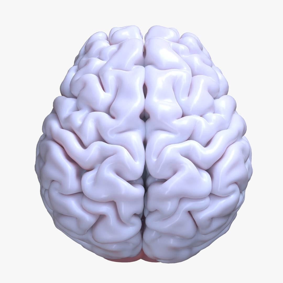 Human Brain Anatomy - 3D Model by zames1992d