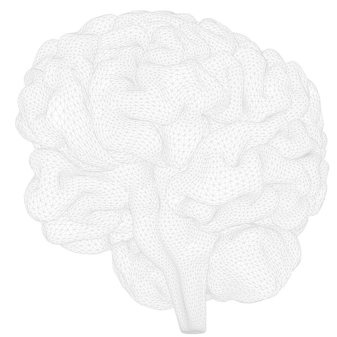 Human Brain Anatomy - 3D Model by zames1992d