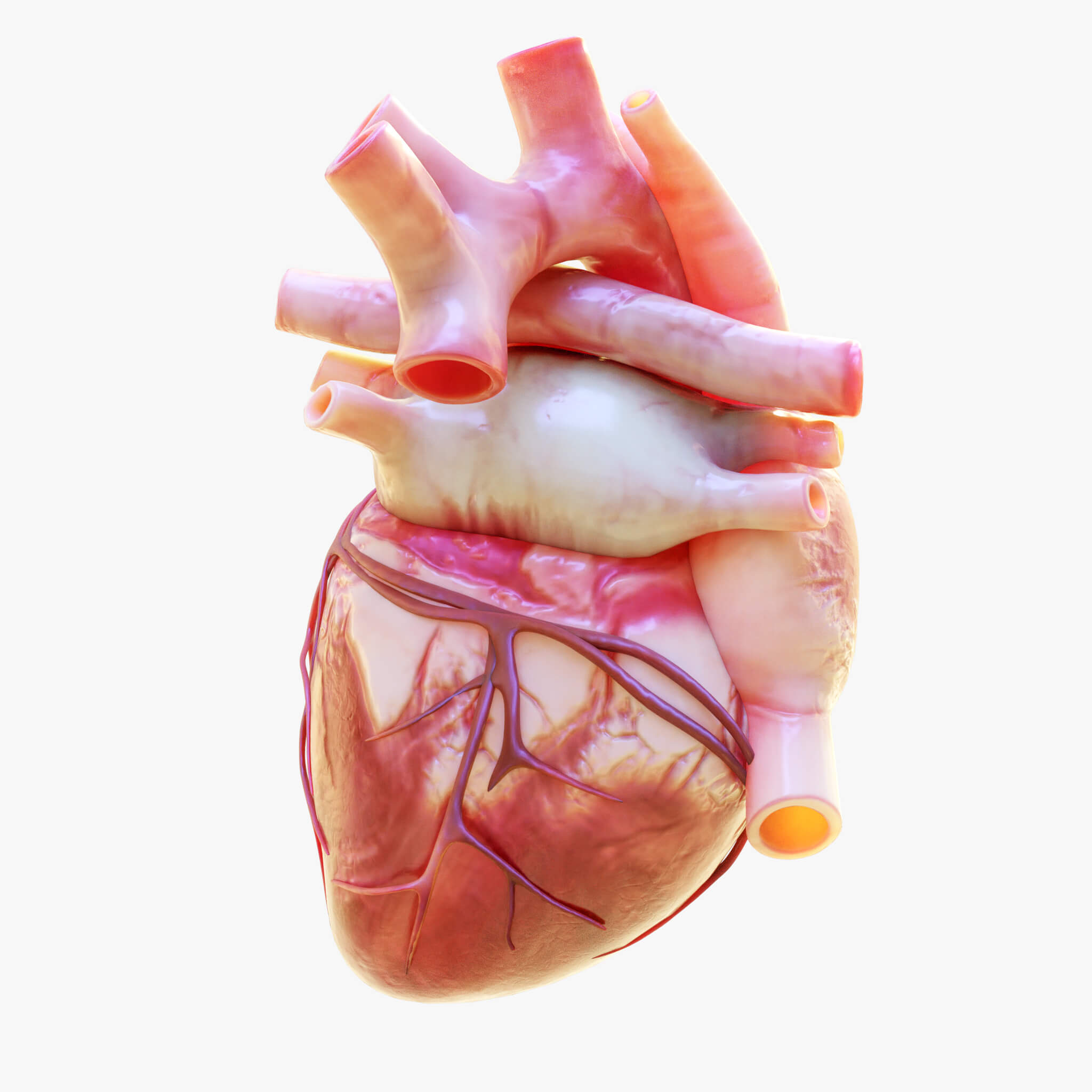 Human Heart Anatomy Animation - 3D Model by zames1992d