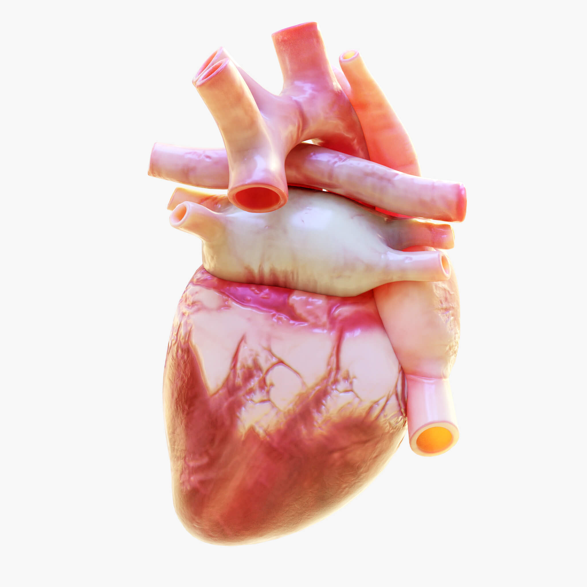 Human Heart Anatomy Animation - 3D Model by zames1992d