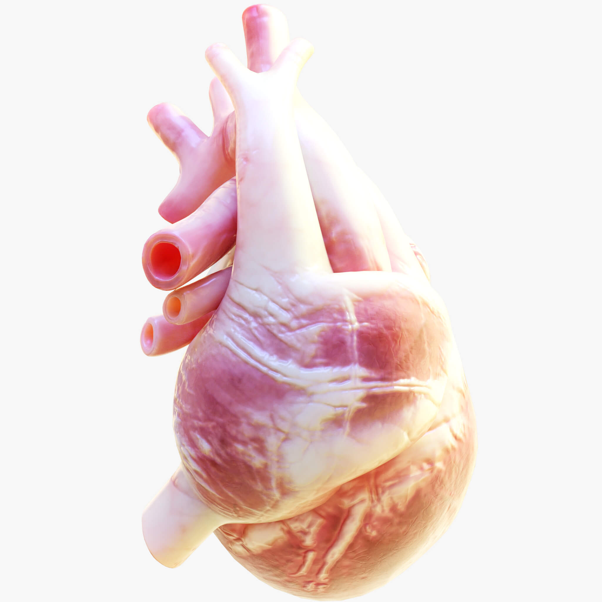 Human Heart Anatomy Animation - 3D Model by zames1992d