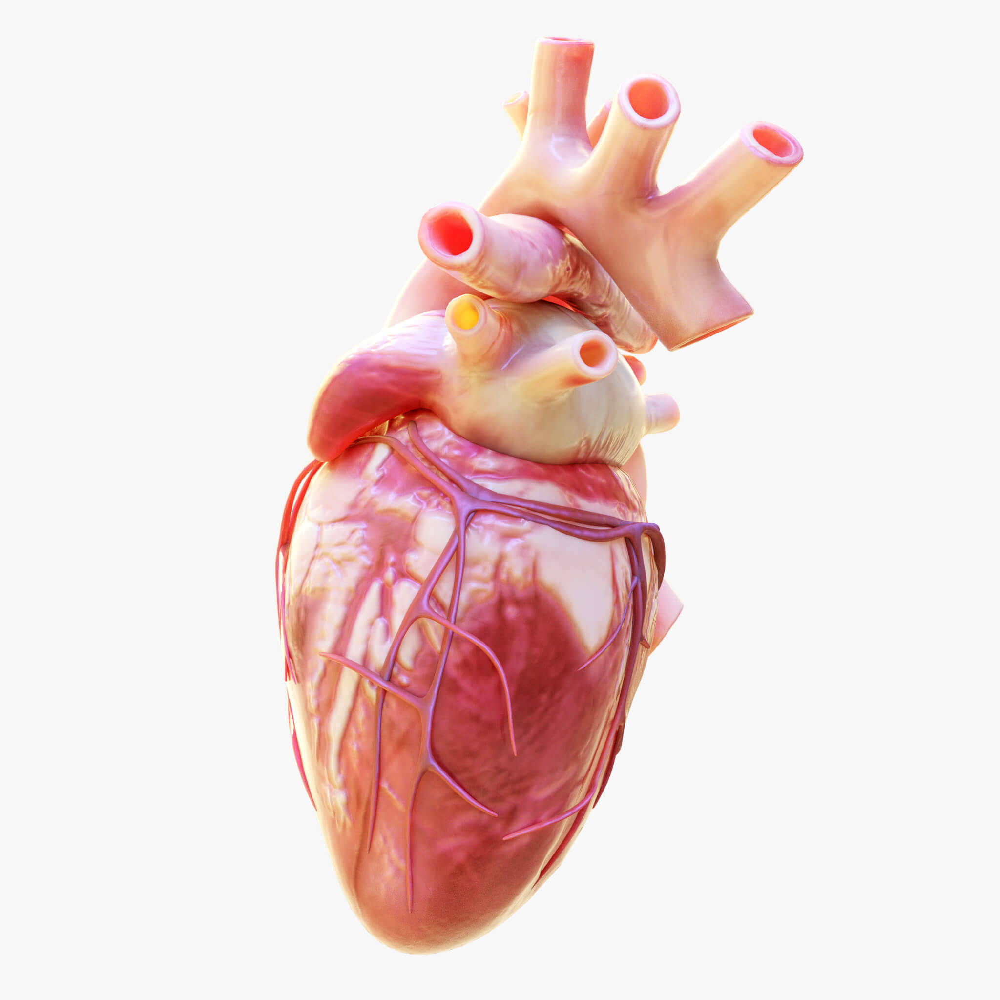 Human Heart Anatomy Animation - 3D Model by zames1992d