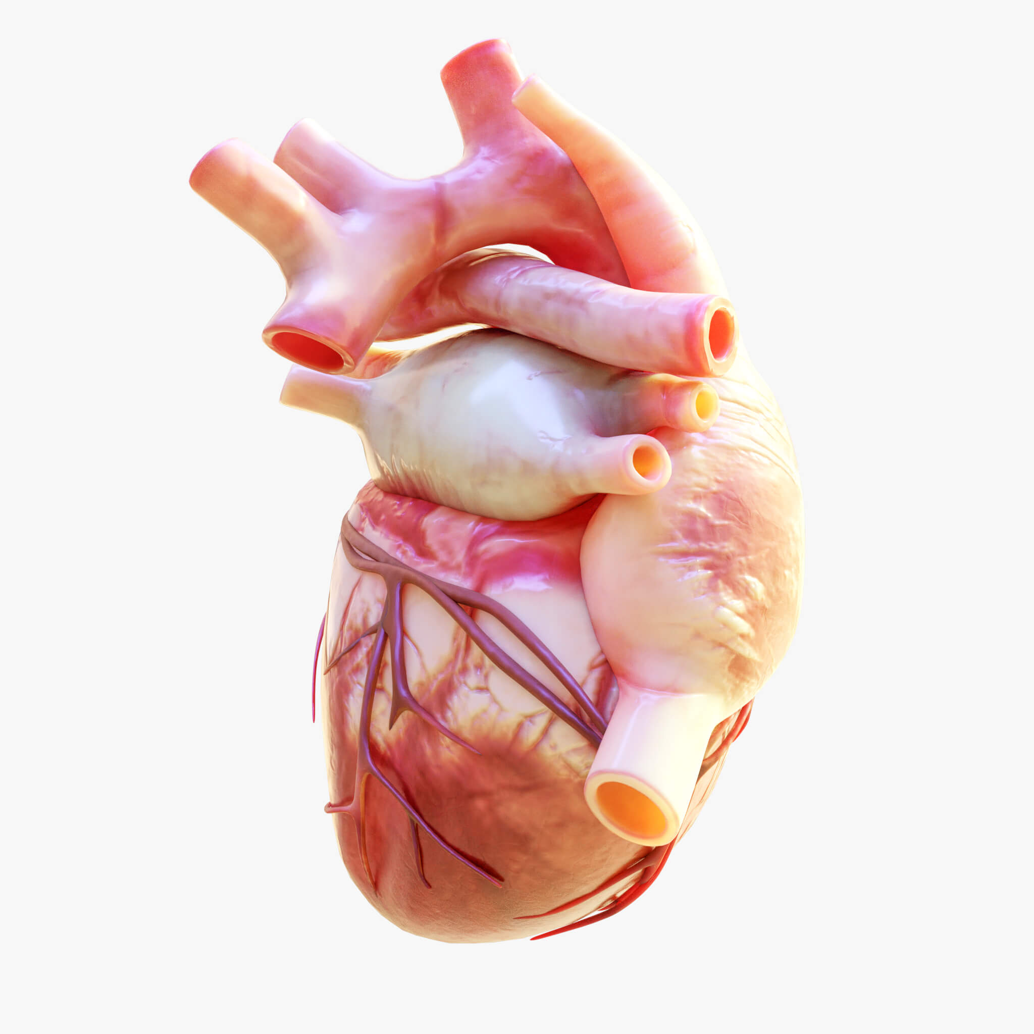 Human Heart Anatomy Animation - 3D Model by zames1992d