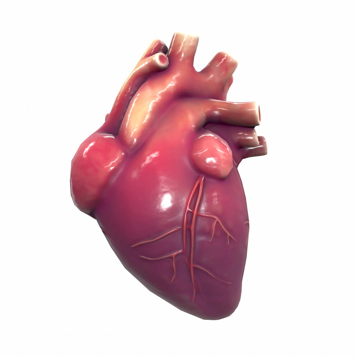 Human Heart Anatomy - 3D Model by zames1992d