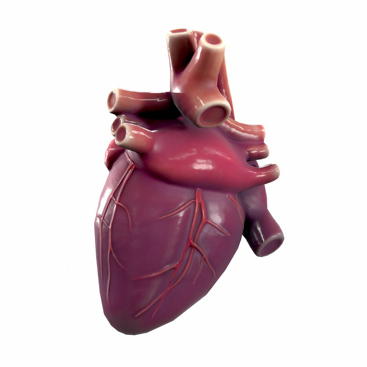 Human Heart Anatomy - 3D Model by zames1992d