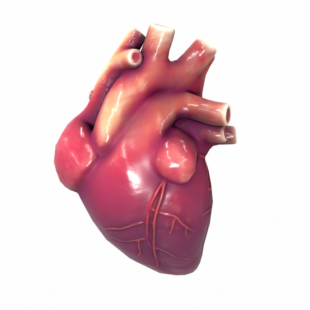 Human Heart Anatomy - 3D Model by zames1992d