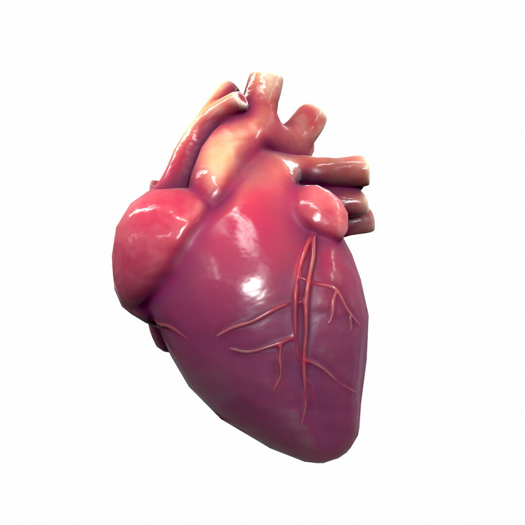 Human Heart Anatomy - 3D Model by zames1992d