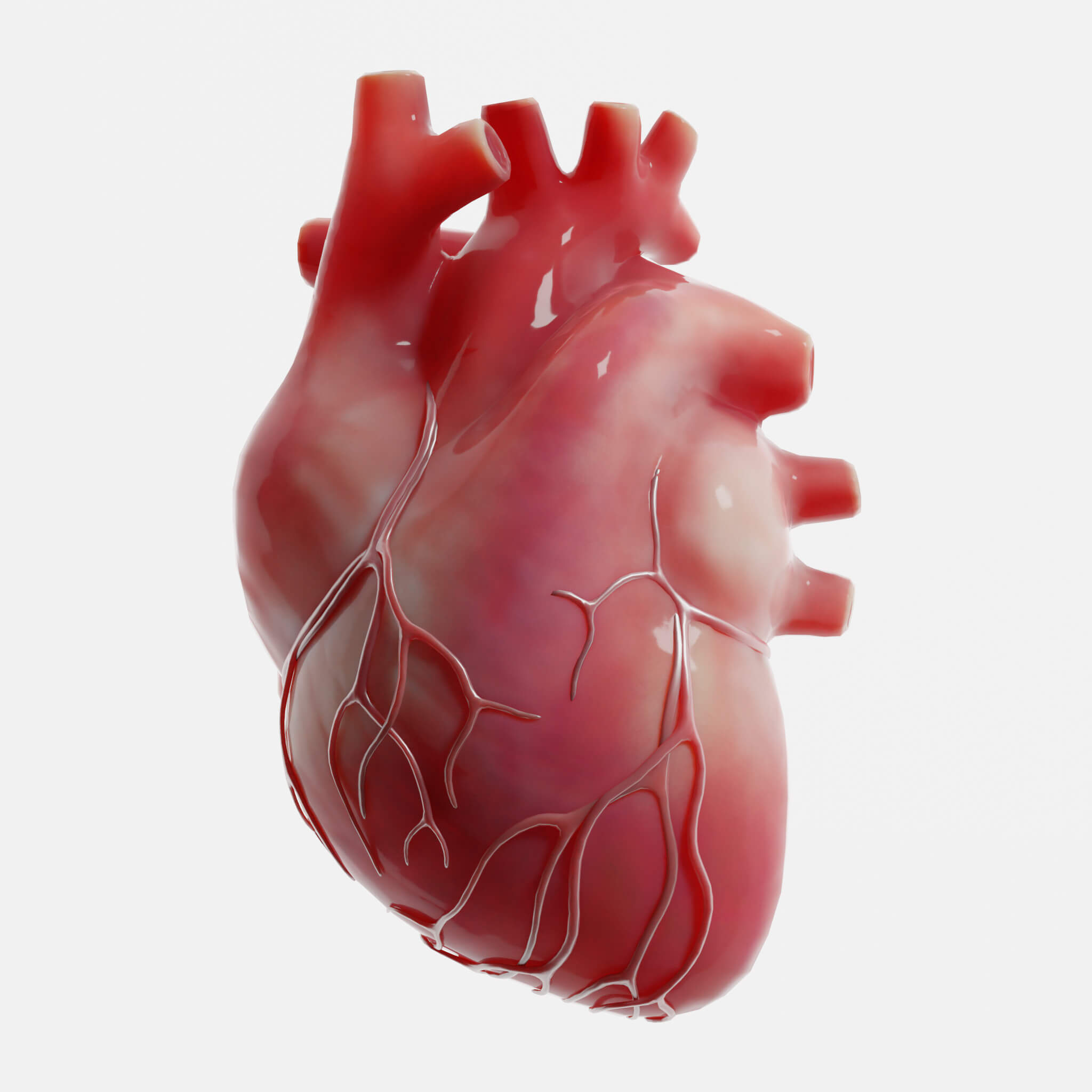 Human Heart Anatomy - 3D Model by zames1992d