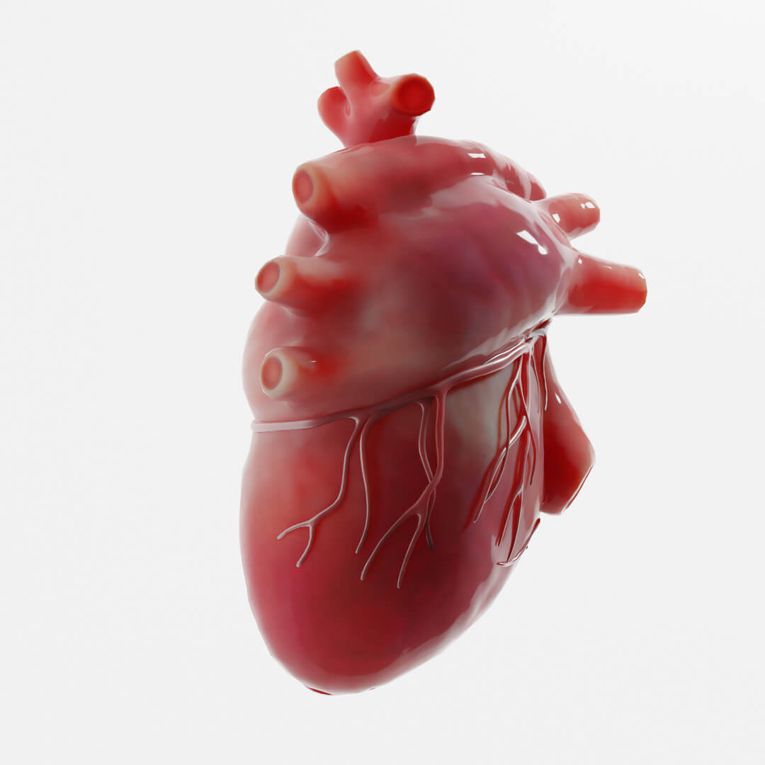 Human Heart Anatomy - 3D Model by zames1992d
