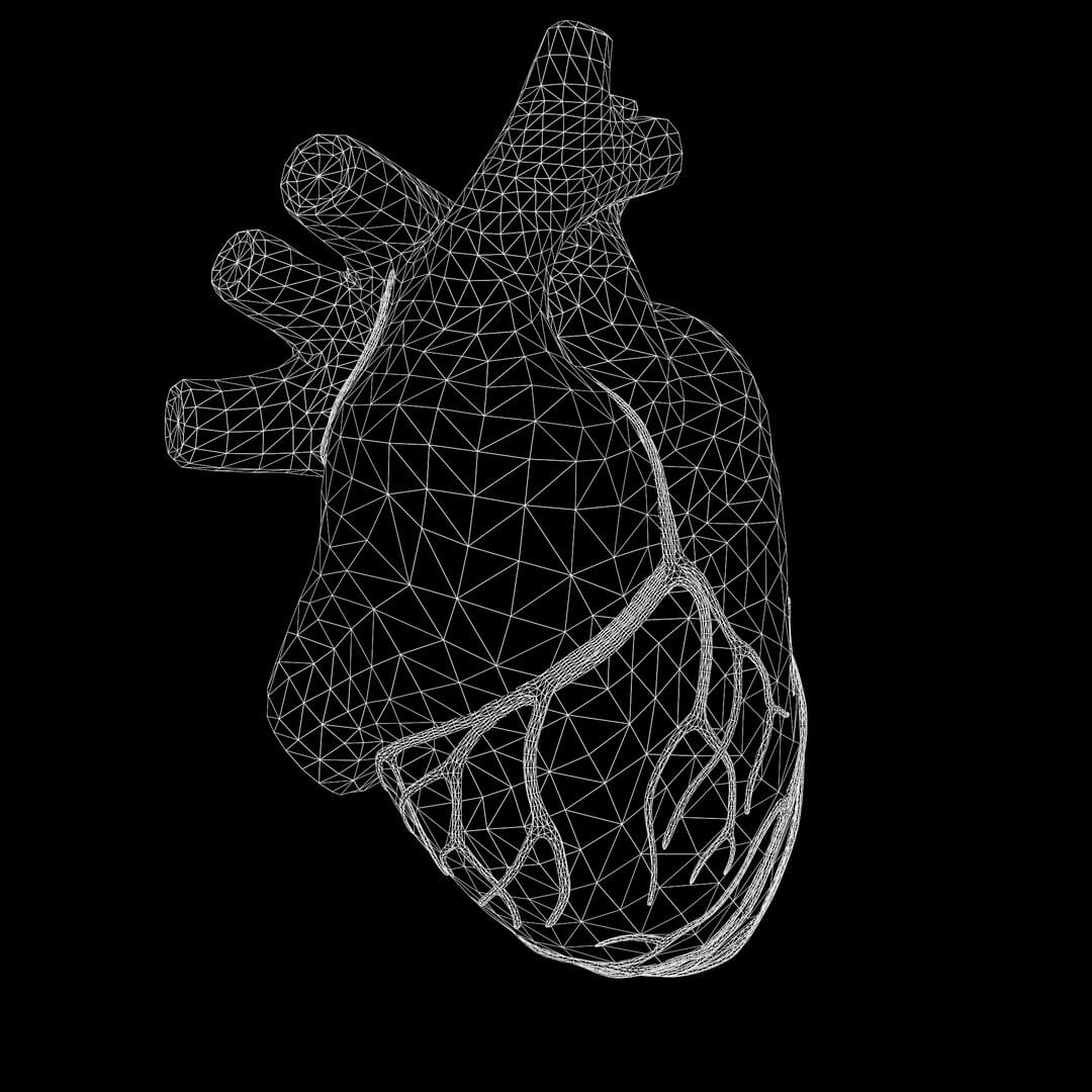 Human Heart Anatomy - 3D Model by zames1992d