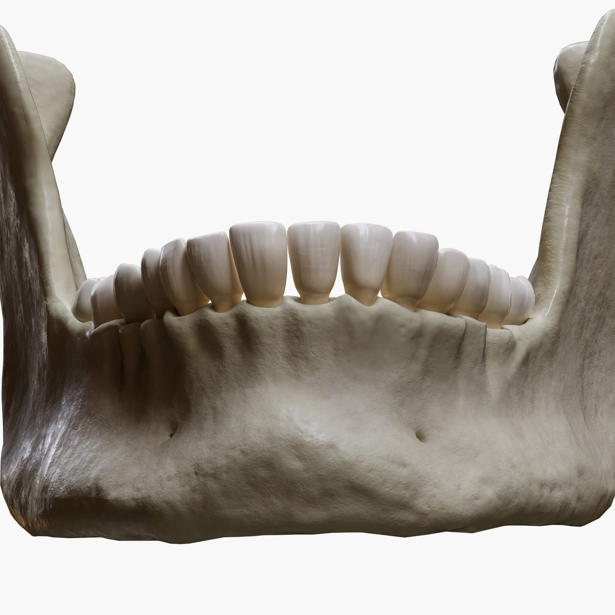 Human Jaw Anatomy - 3D Model by zames1992d