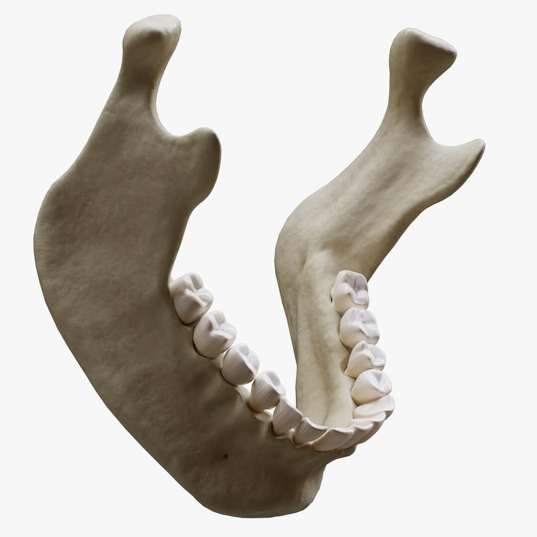 Human Jaw Anatomy - 3D Model by zames1992d
