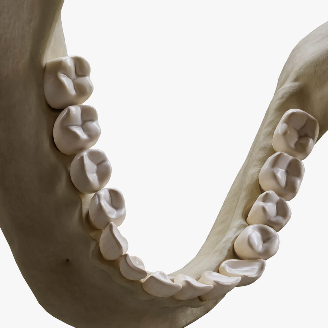 Human Jaw Anatomy - 3D Model by zames1992d