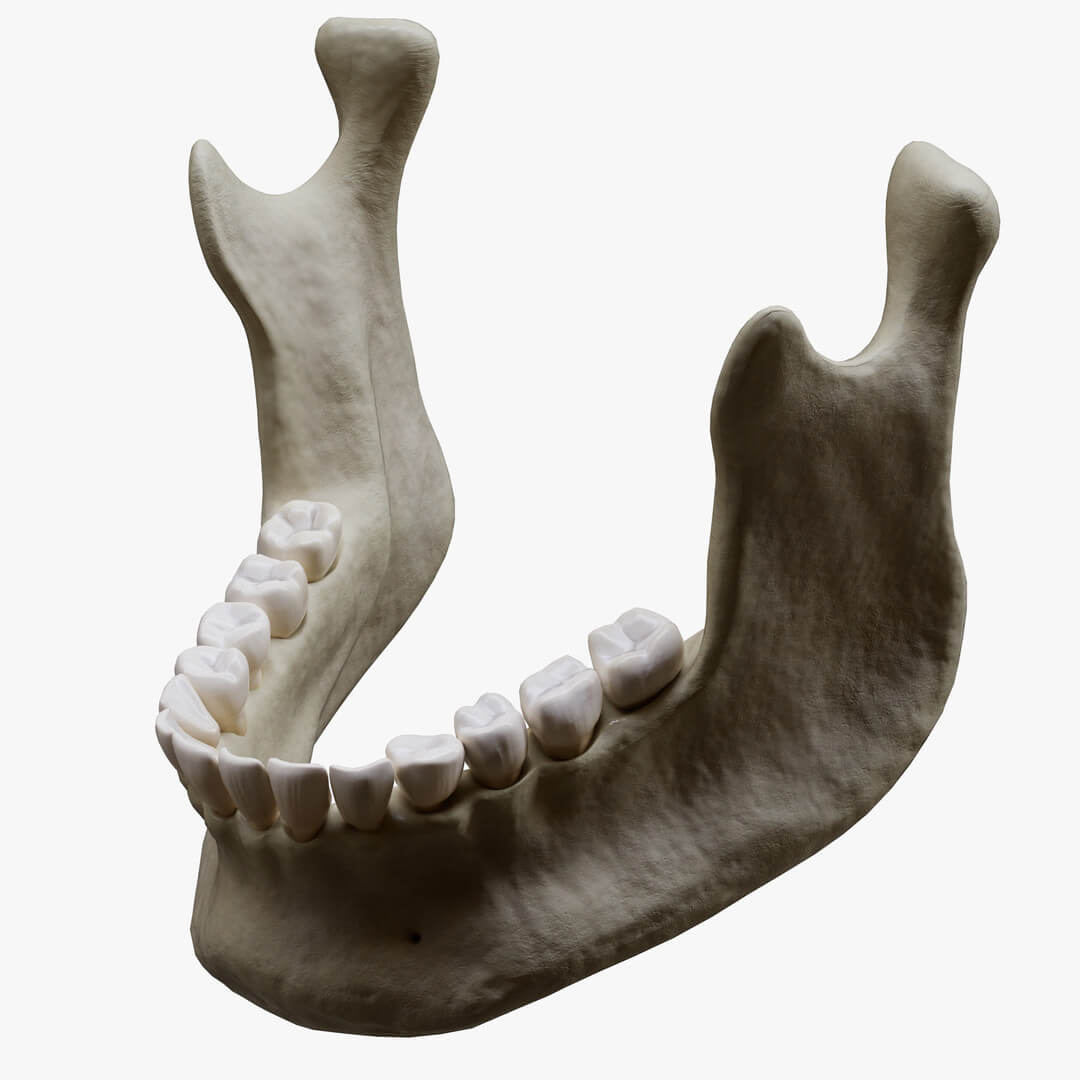Human Jaw Anatomy - 3D Model by zames1992d