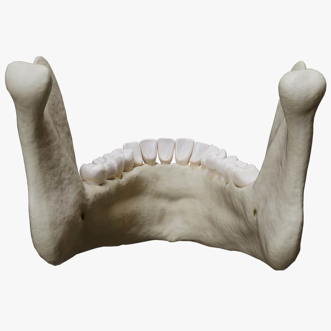Human Jaw Anatomy - 3D Model by zames1992d
