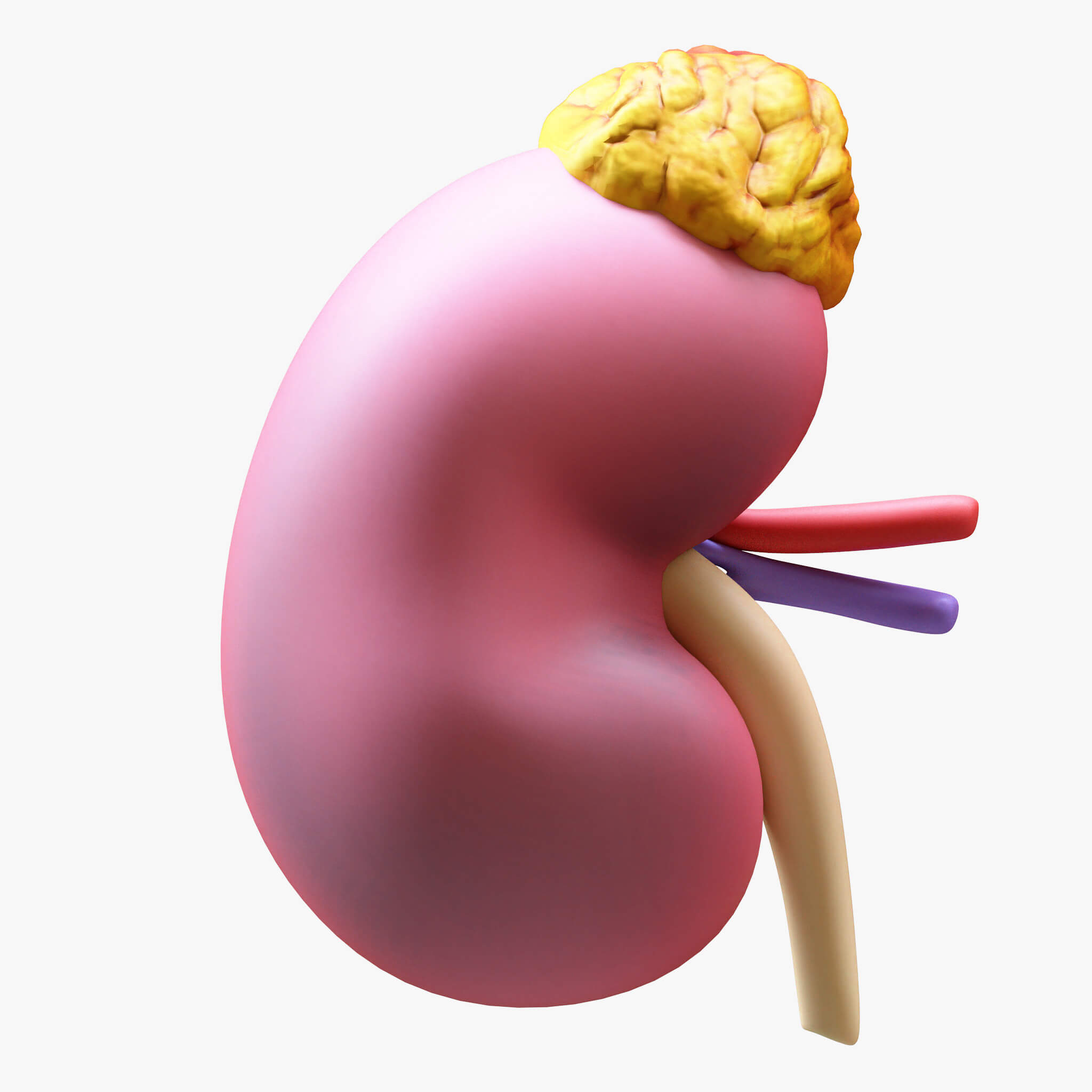 Human Kidney Anatomy Cross Section - 3D Model by zames1992d