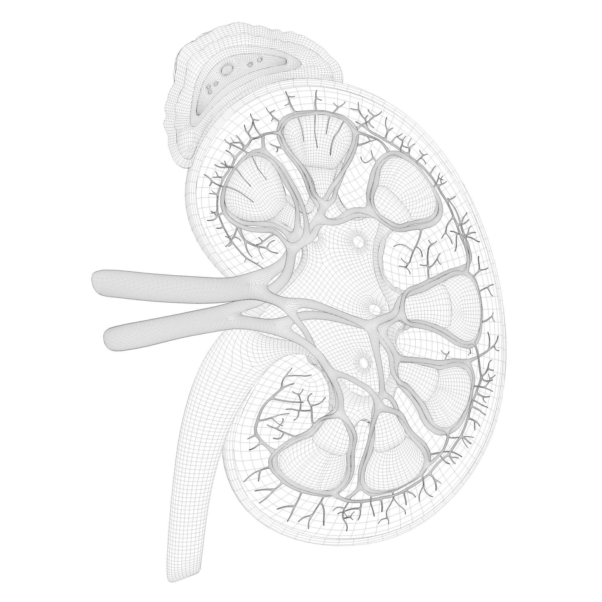 Human Kidney Anatomy Cross Section - 3D Model by zames1992d